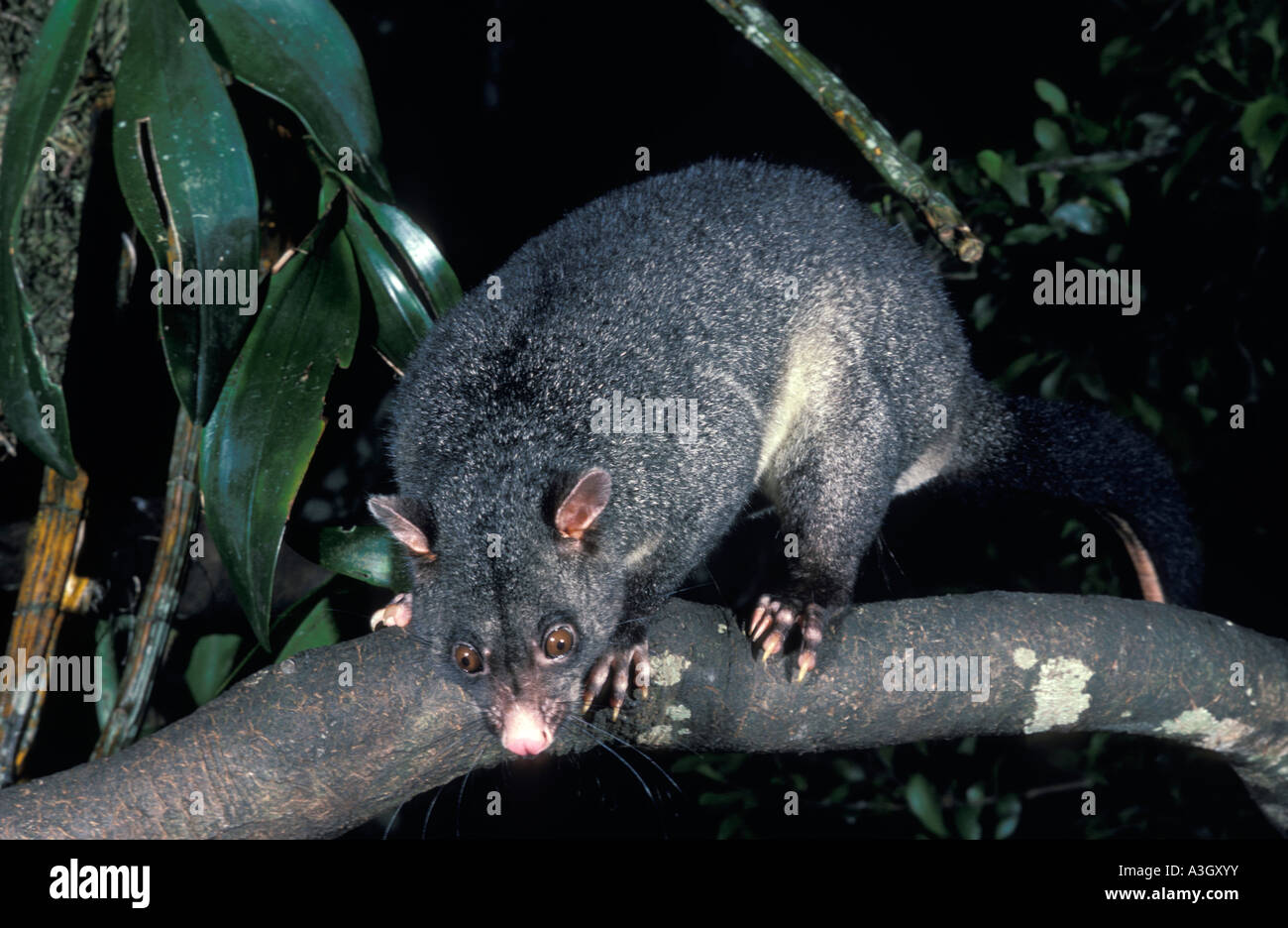 Brush Tailed Mountain Possum Trichosurus caninus Queensland Australia ...