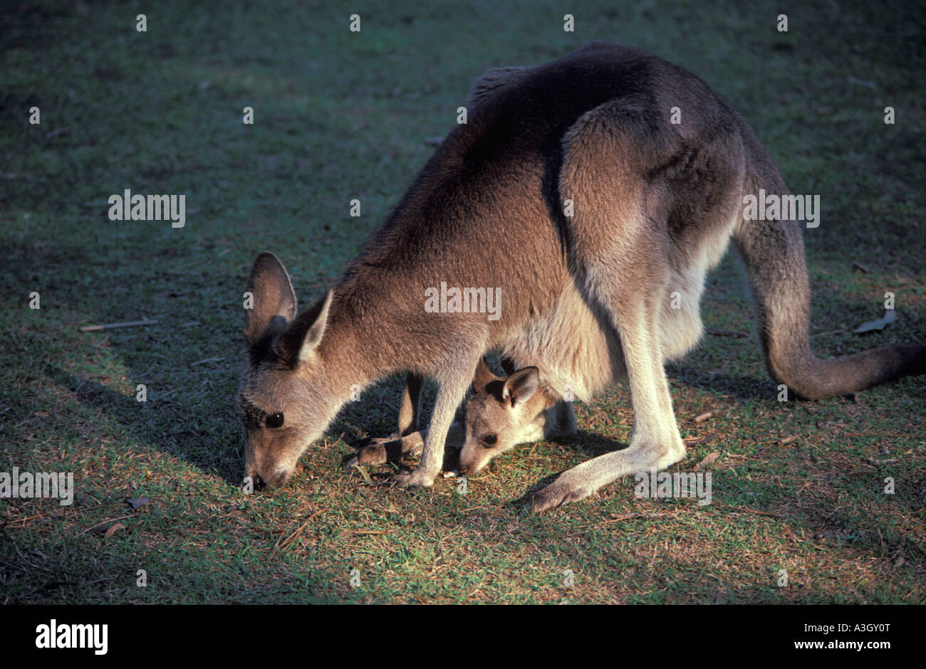 Red Necked Wallaby with Joey Queensland Australia Stock Photo - Alamy