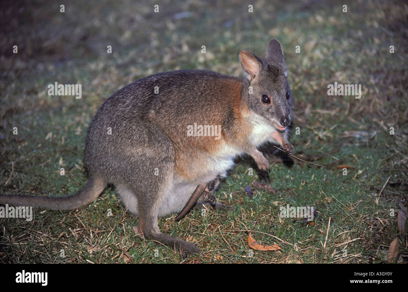 Red Necked Pademelon Wallaby Queensland Australia Stock Photo - Alamy