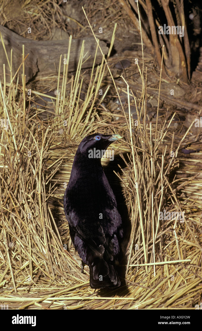 Building a bower hi-res stock photography and images - Alamy