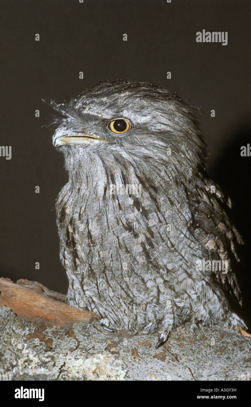 Tawny Frogmouth Podargus strigoides Australian Outback Stock Photo - Alamy