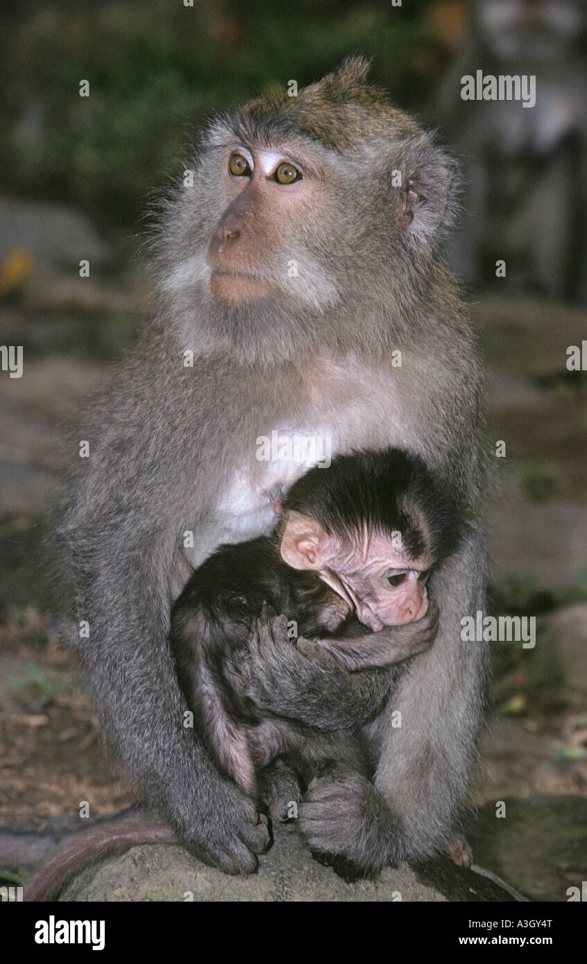 Babies and young rhesus monkeys hi-res stock photography and images - Alamy