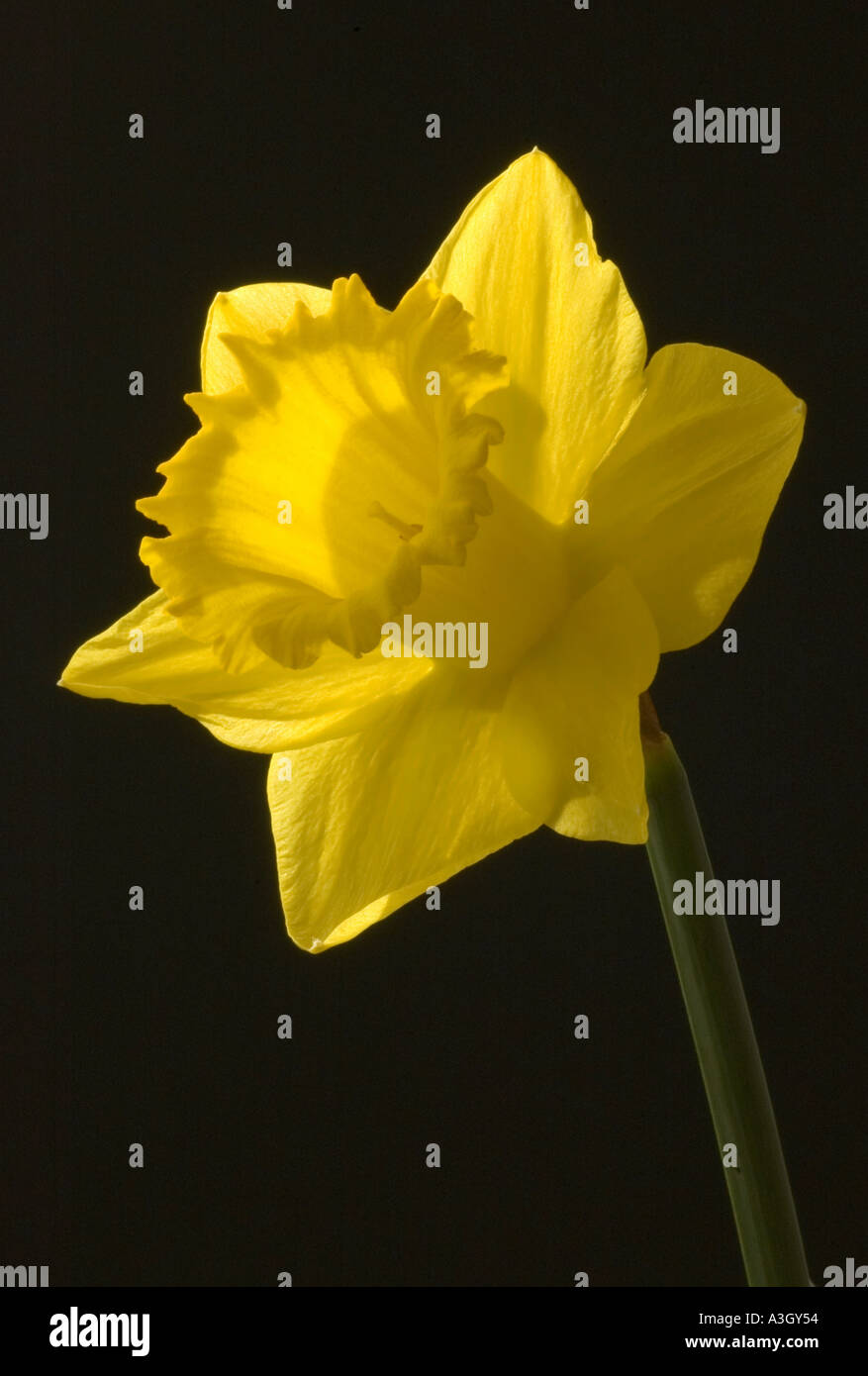 Single Yellow Daffodil against a black background Stock Photo - Alamy