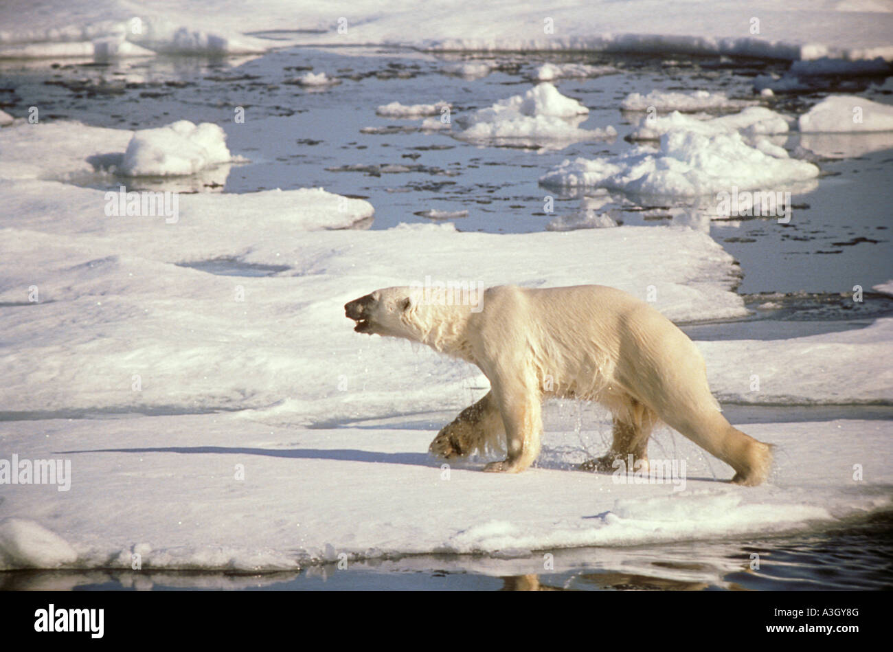 Polar Bear on Pack Ice Kane Basin Arctic Stock Photo - Alamy