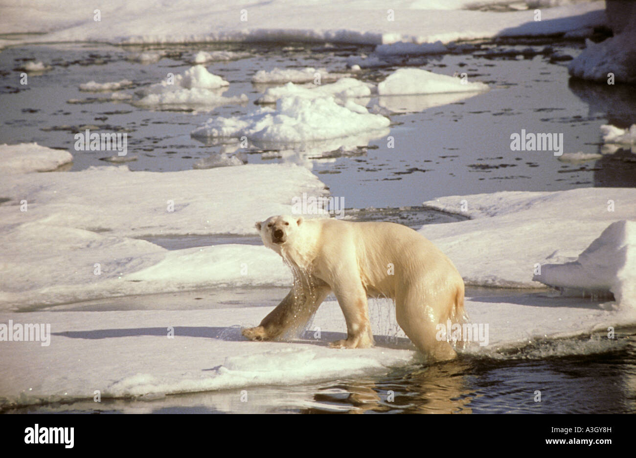 Kane basin hi-res stock photography and images - Alamy