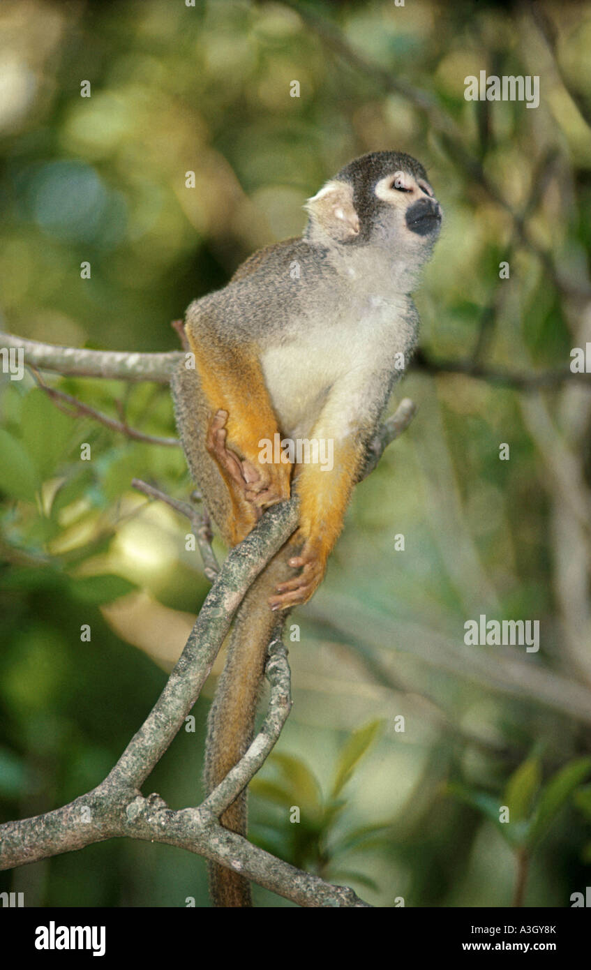 Squirrel Monkey Saimiri sciureus Amazon Rain Forest South America Stock ...