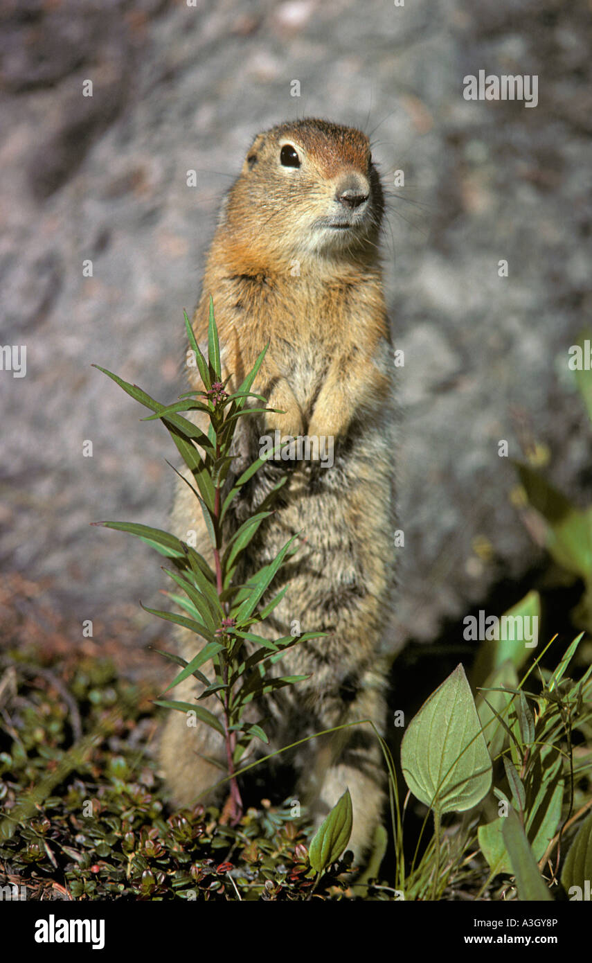 Arctic Ground Squirrel Denali National Park Alaska Stock Photo - Alamy