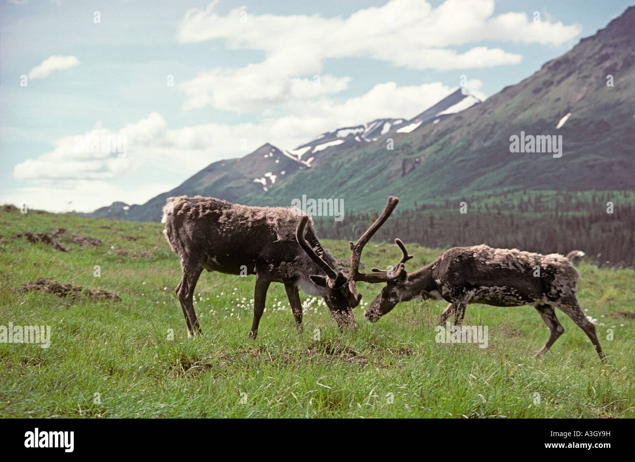 Barren ground caribou hi-res stock photography and images - Alamy