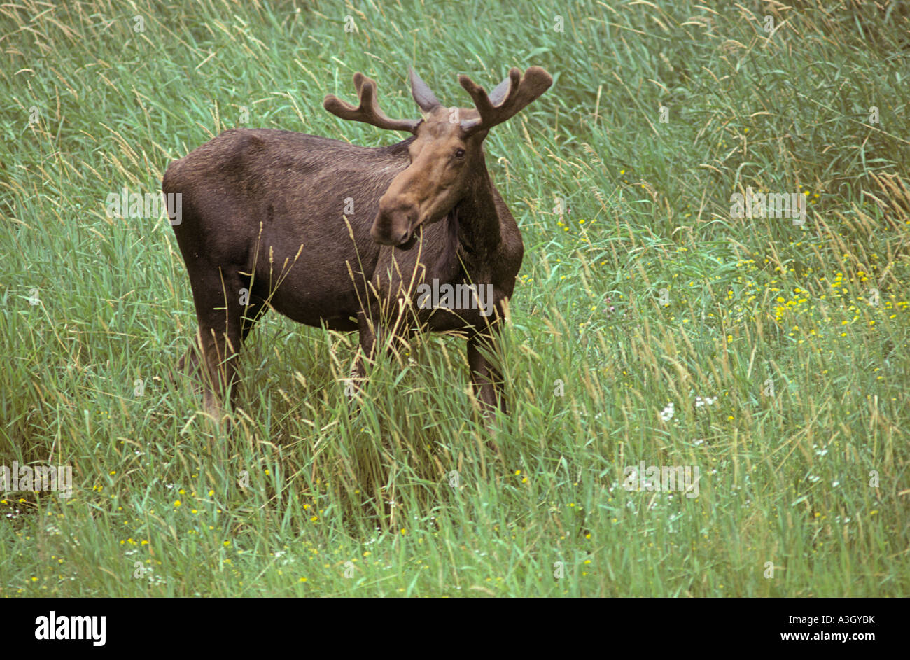 Minnesota moose hi-res stock photography and images - Alamy