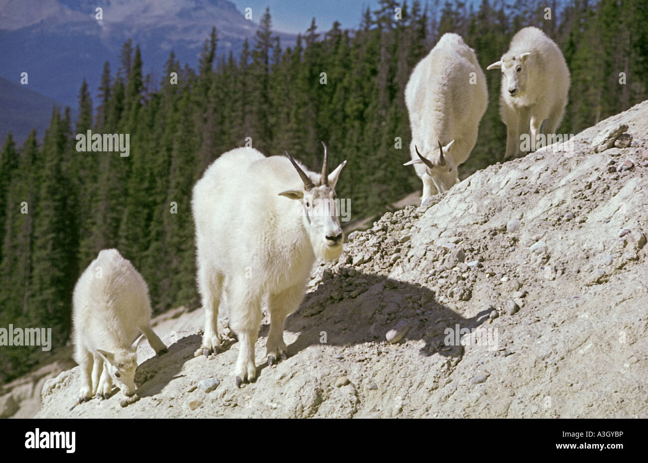 Rocky Mountain Goats Oreamnos americanus Jasper National Park Alberta ...
