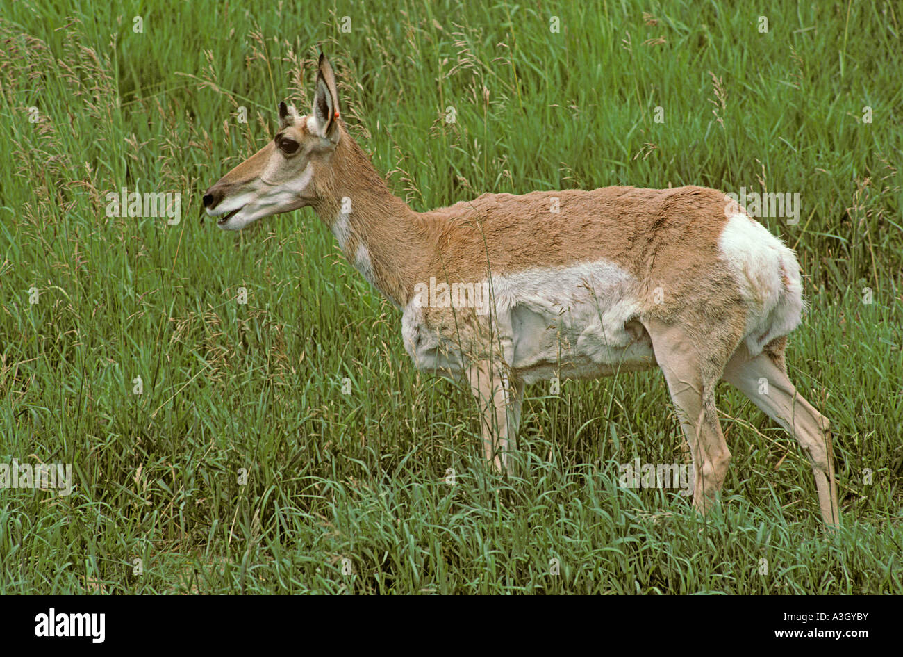 Pronghorn Antelope doe Antilocapra americana Montana Stock Photo - Alamy