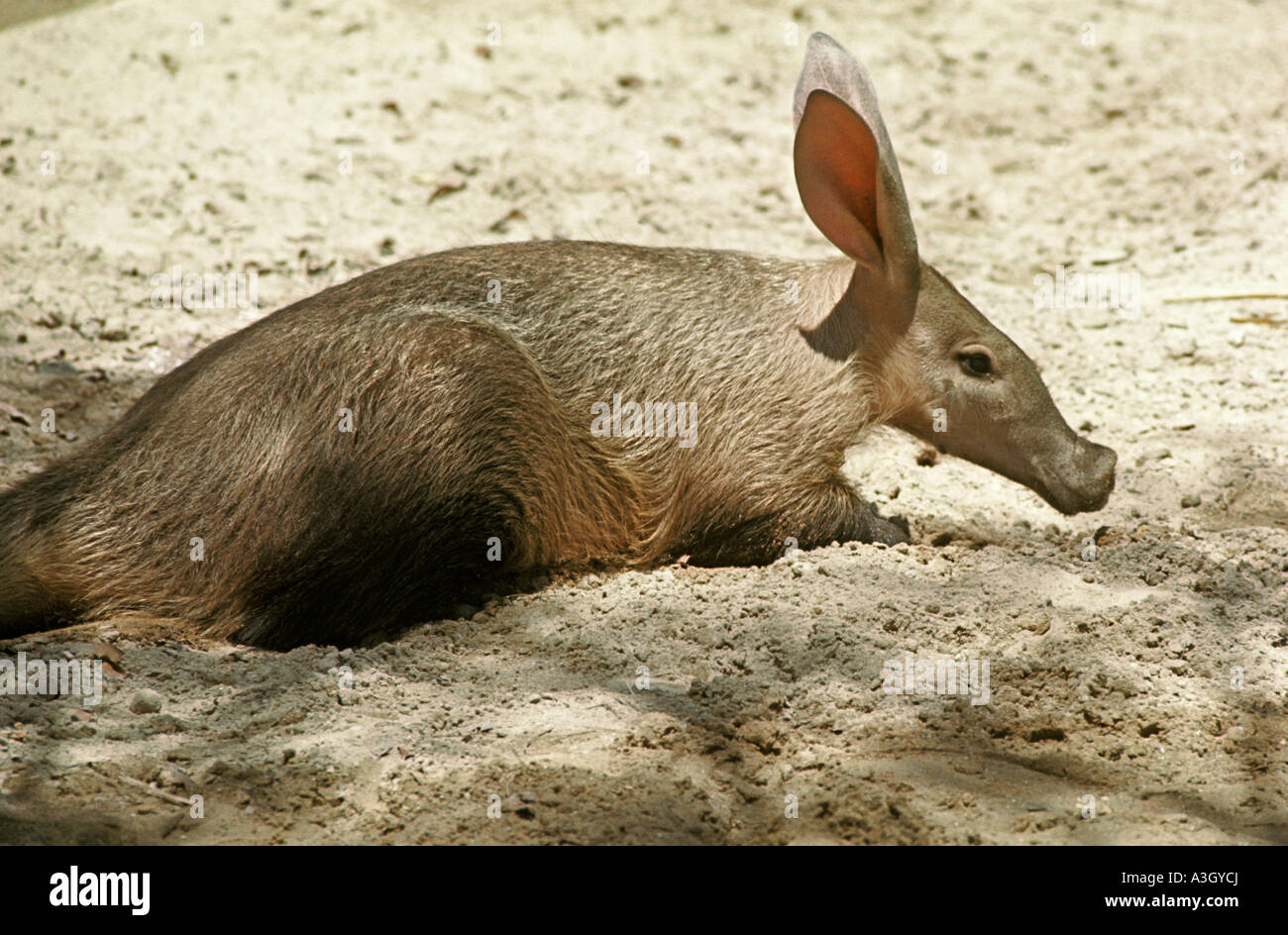 Aardvark Orycteropus afer Africa Stock Photo - Alamy