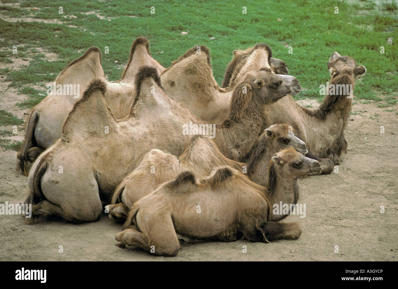 Bactrian Camels Camelus bactrianus Asia Stock Photo - Alamy
