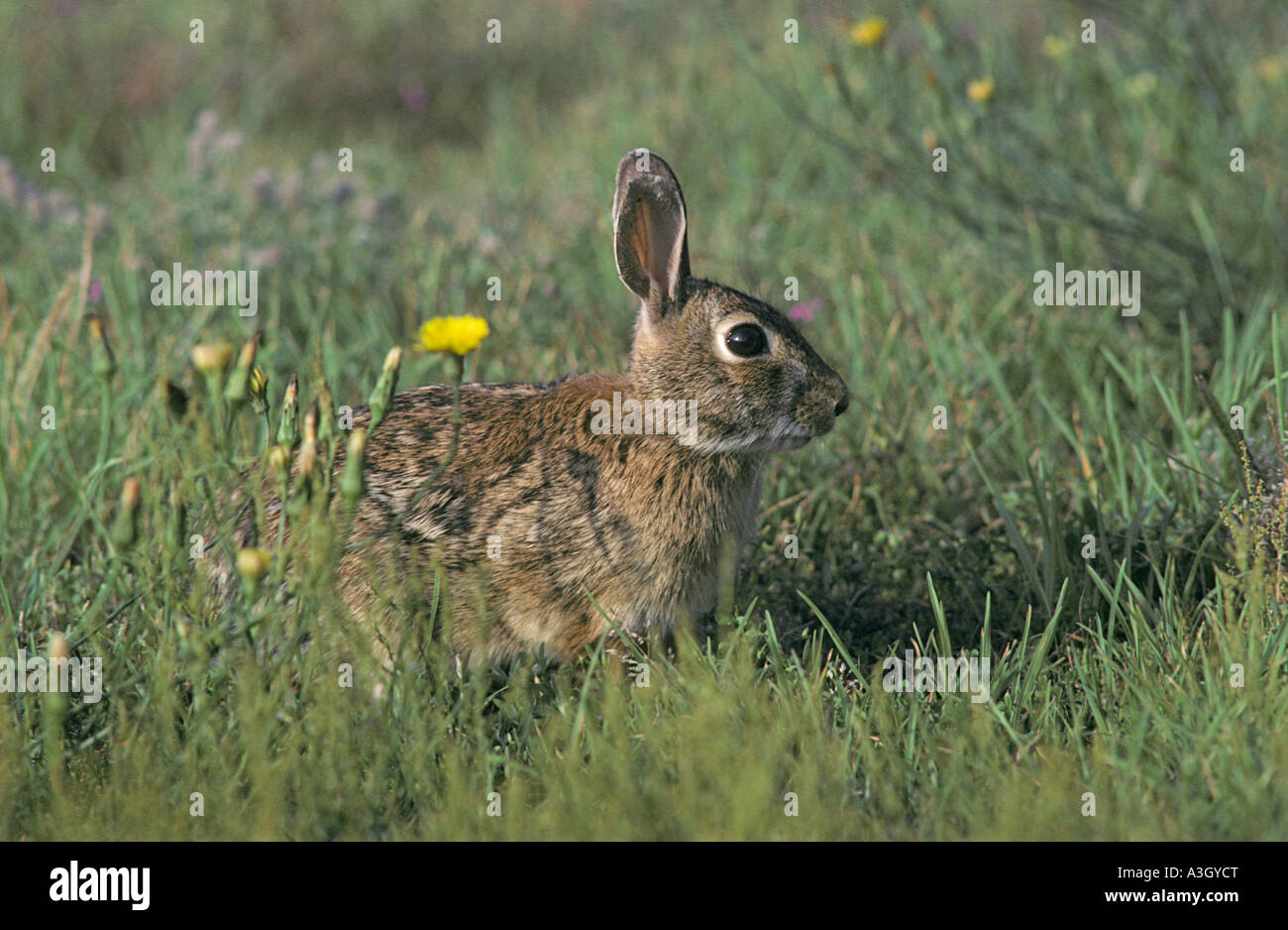 Eastern Cottontail Rabbit Sylvilagus floridanus North America Stock ...