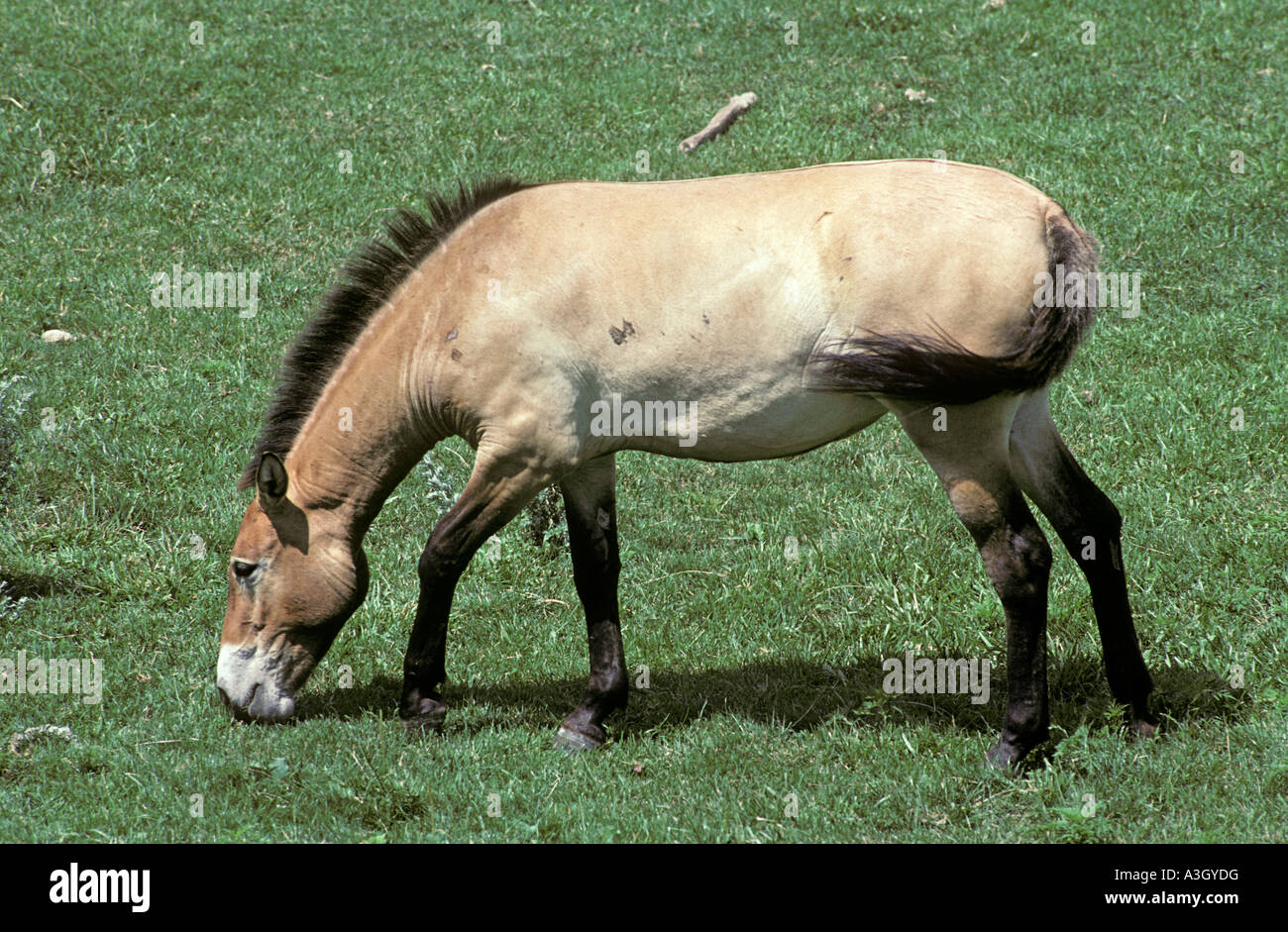 Mongolian Wild Horse aka Przewalski s Horse or Takhi Equus ferus ...