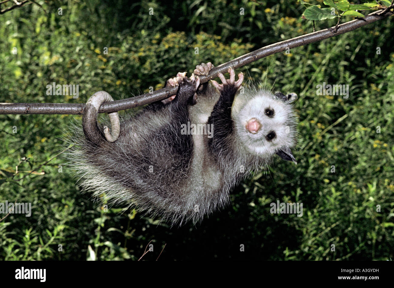 Virginia Opossum Didelphis virginiana North America Stock Photo - Alamy