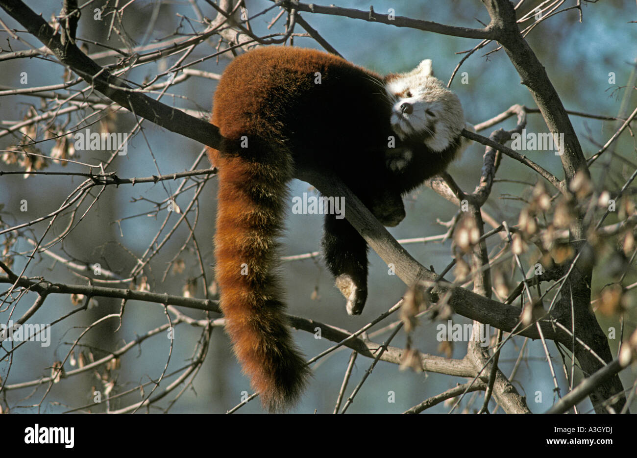 Lesser or Red Panda Ailurus fulgens South China Stock Photo - Alamy