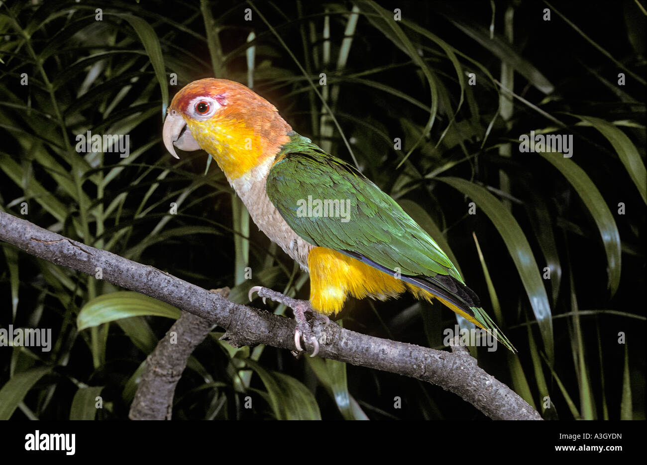White Bellied Caique Stock Photos & White Bellied Caique Stock Images ...