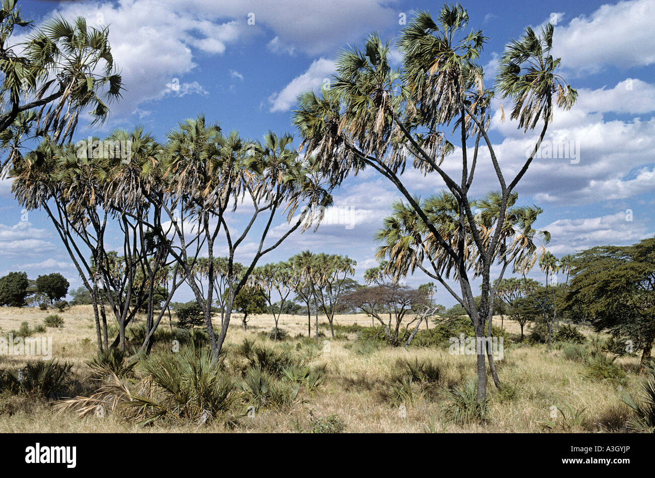 Doum Palms Hyphaene thebaica Savanna Meru National Parks Kenya Africa ...