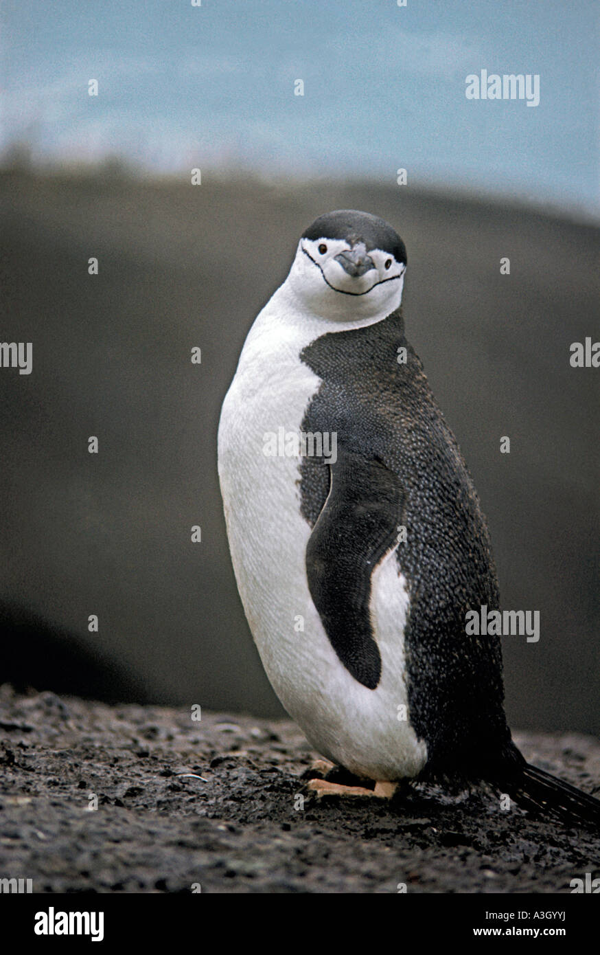 Chin strap penguin hi-res stock photography and images - Alamy