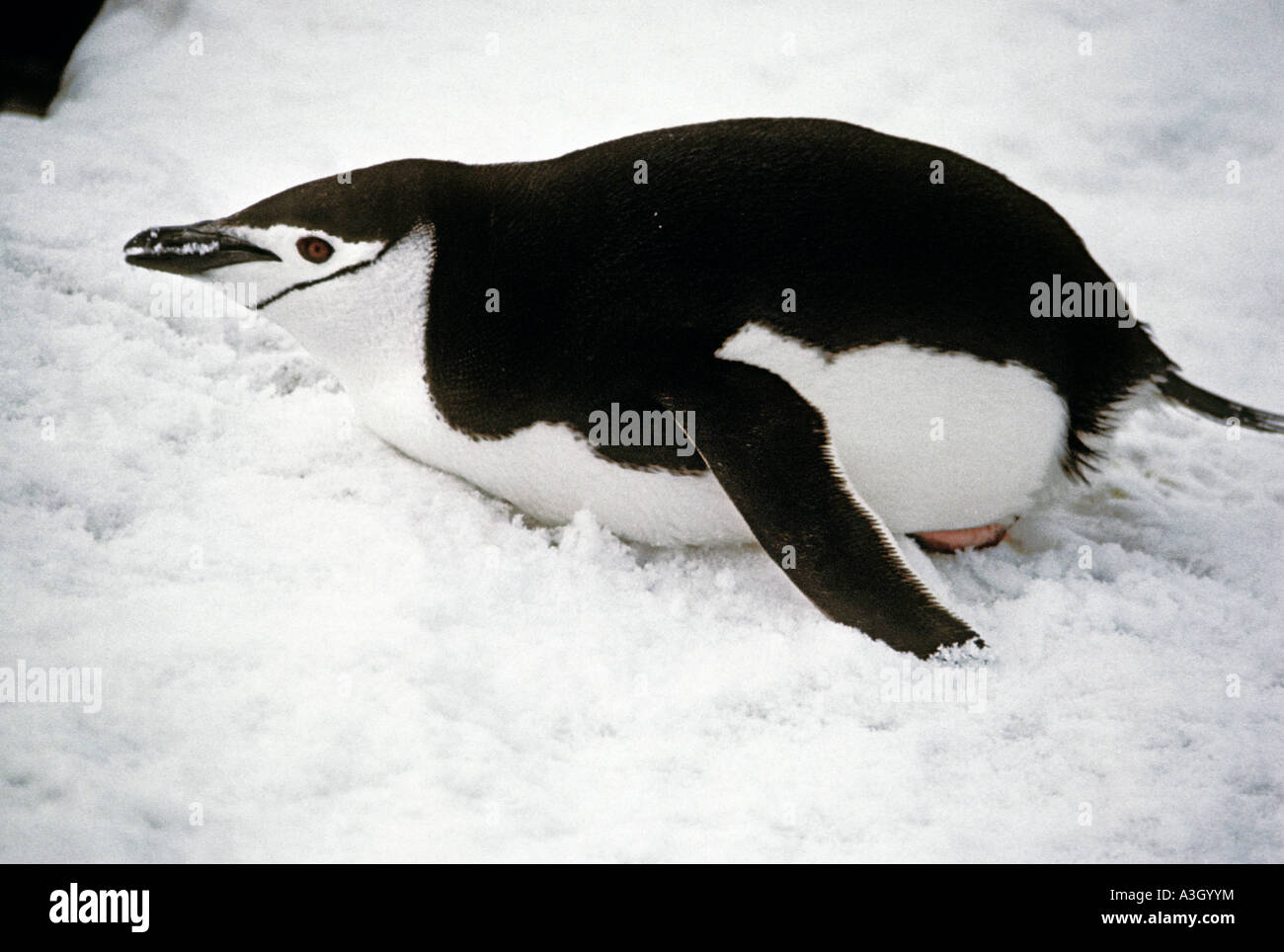 Chinstrap Penguin Pygoscelis antarctica Deception Island Antarctica AKA ...
