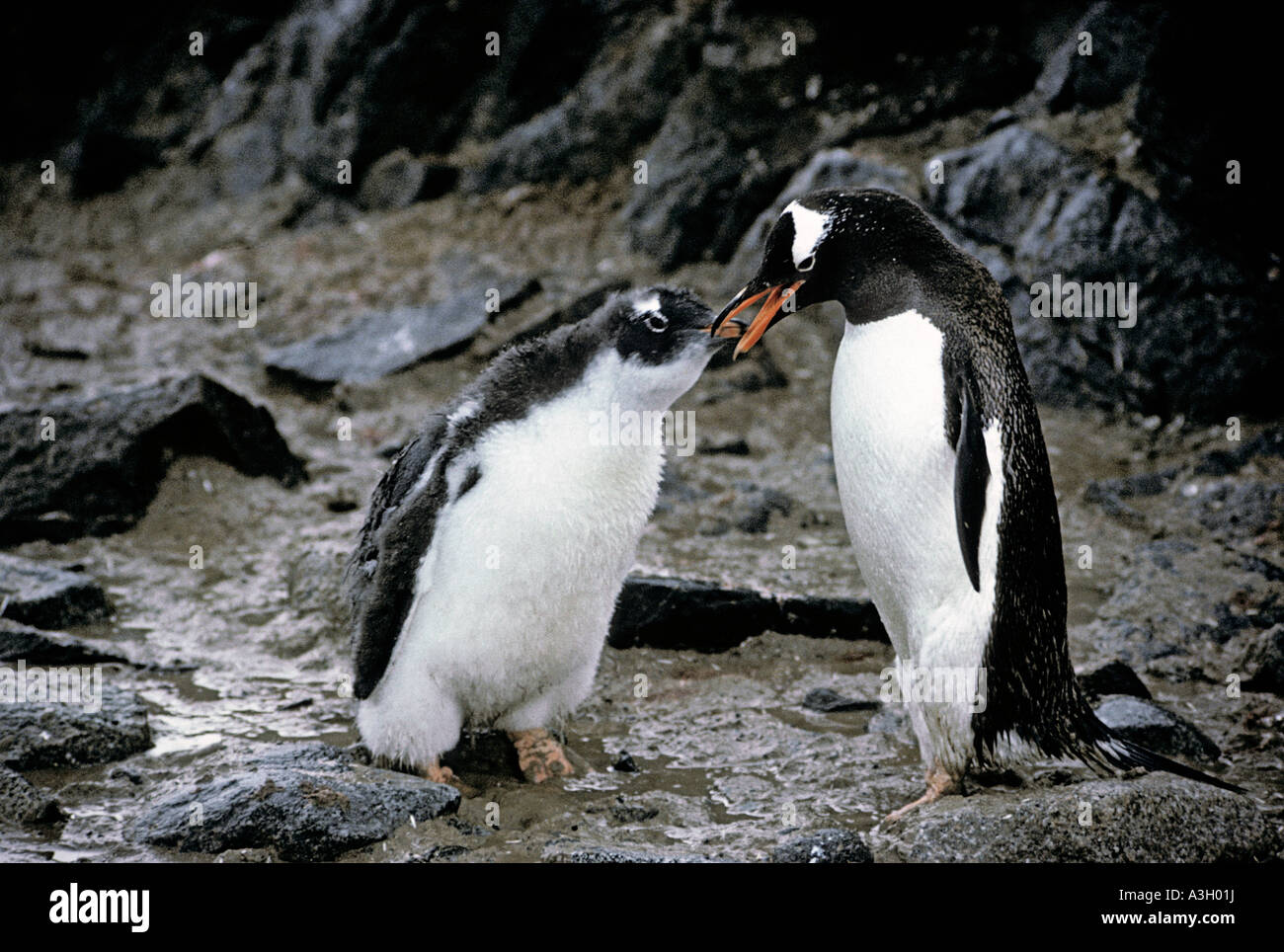 Gentoo Penguin Pygoscelis papua with chick Antarctica Stock Photo - Alamy