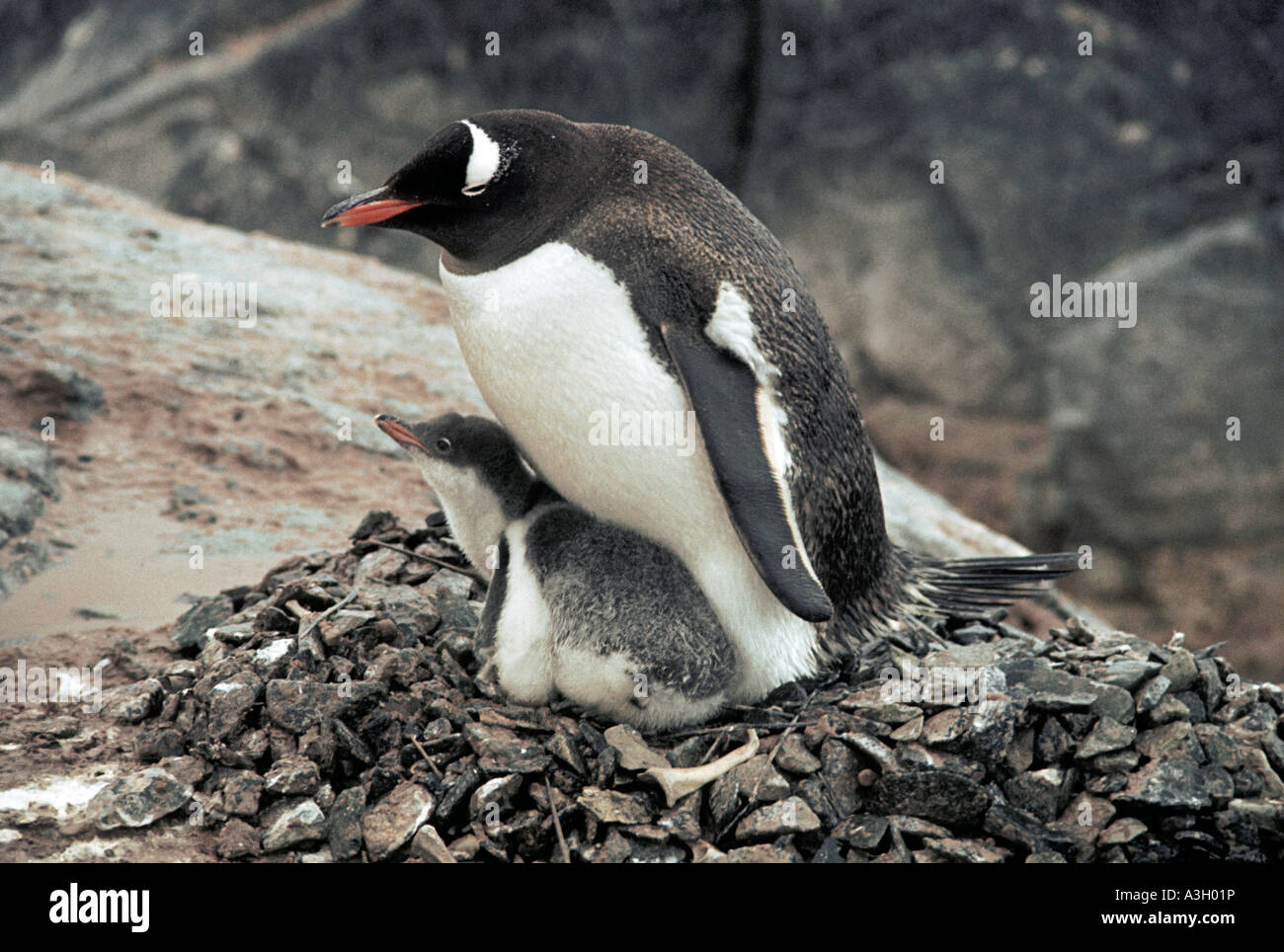 Gentoo Penguin Pygoscelis papua with chick on nest Antarctica Stock ...