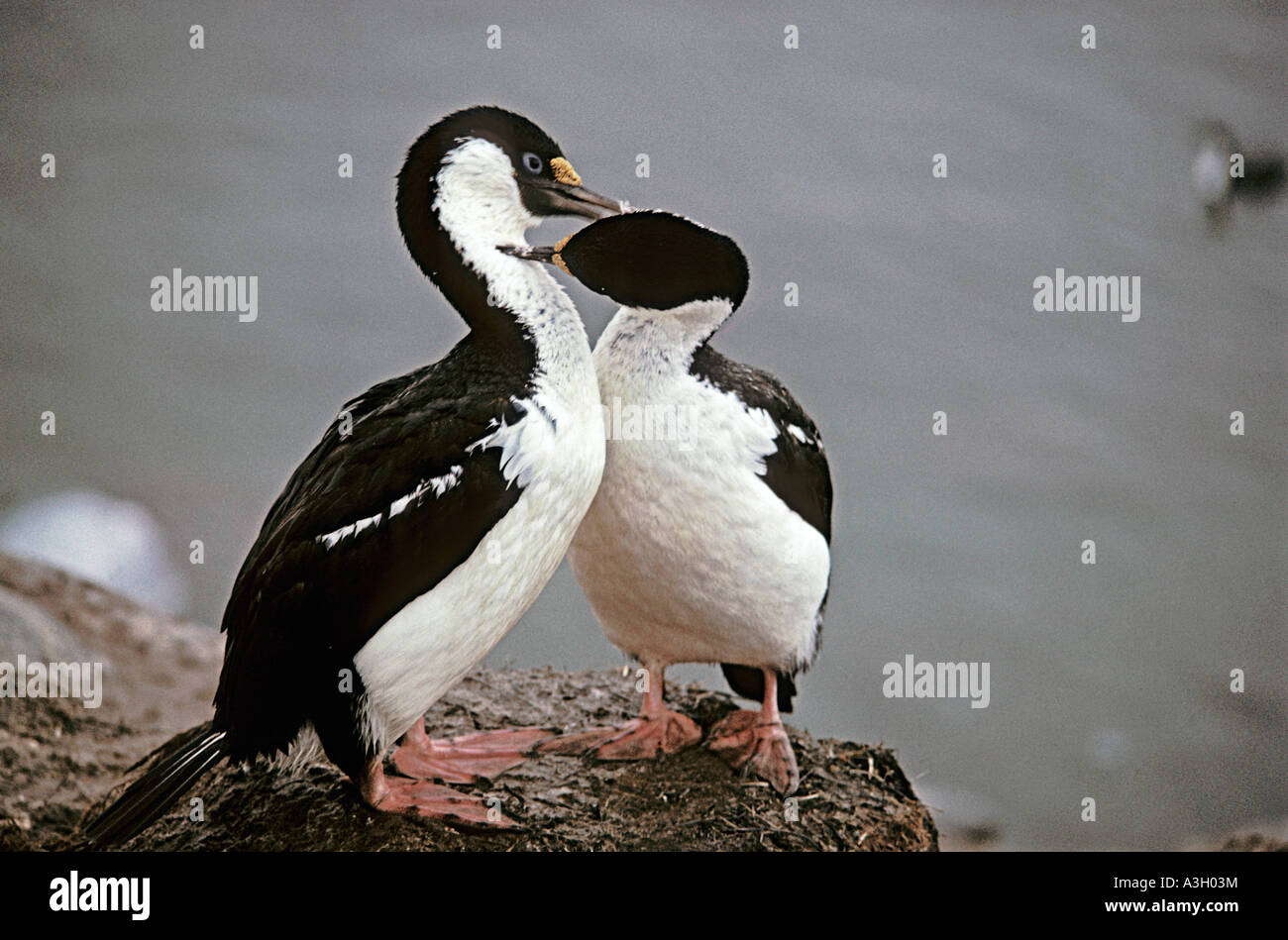 Blue Eyed Shags Phalocrocopax atriceps preening Antarctica Stock Photo ...