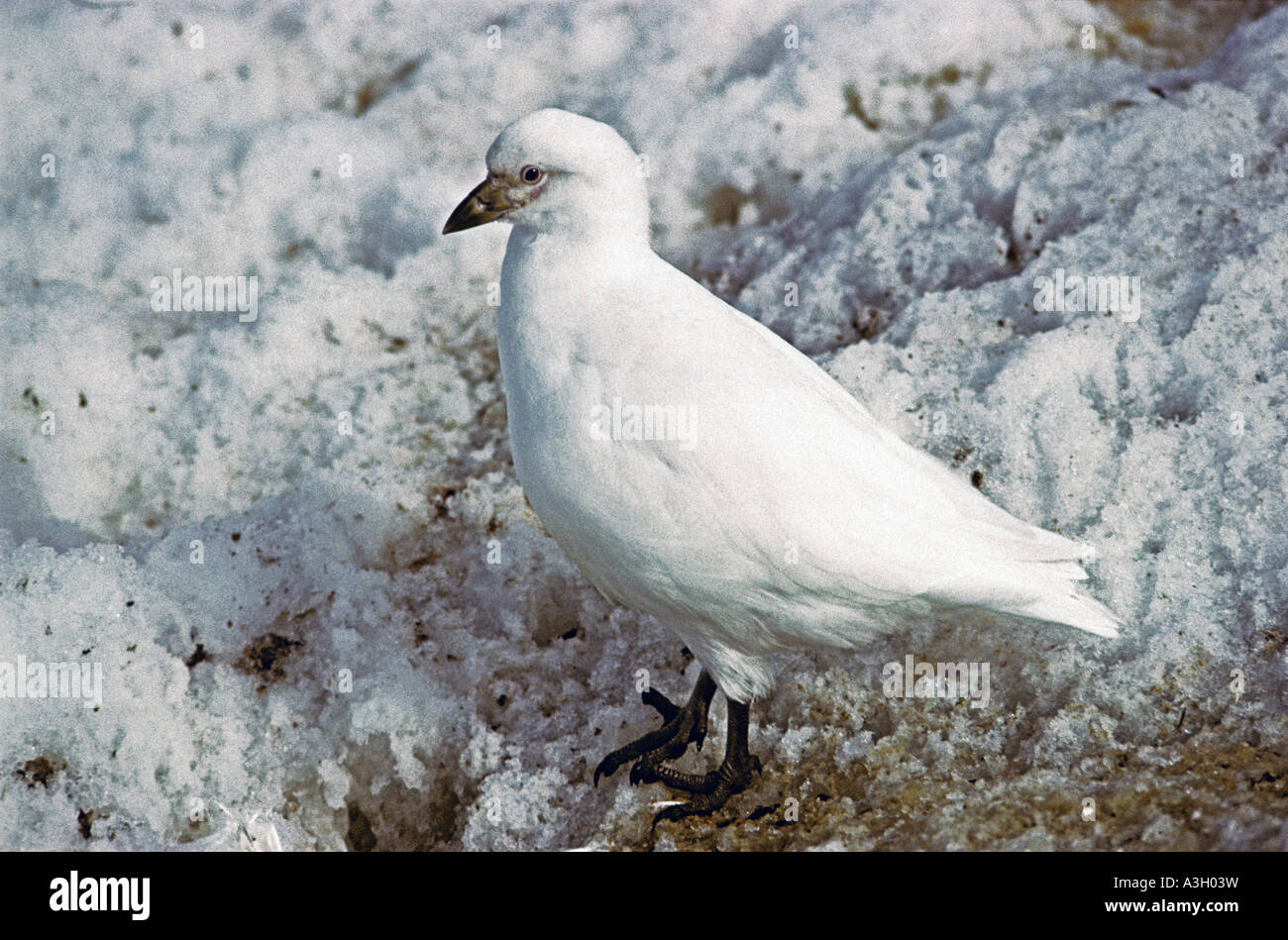 Snowy Sheathbill Chionis alba Antarctica Stock Photo - Alamy