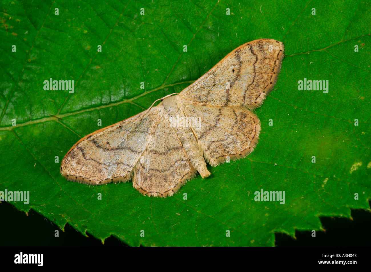Riband wave moth hi-res stock photography and images - Alamy