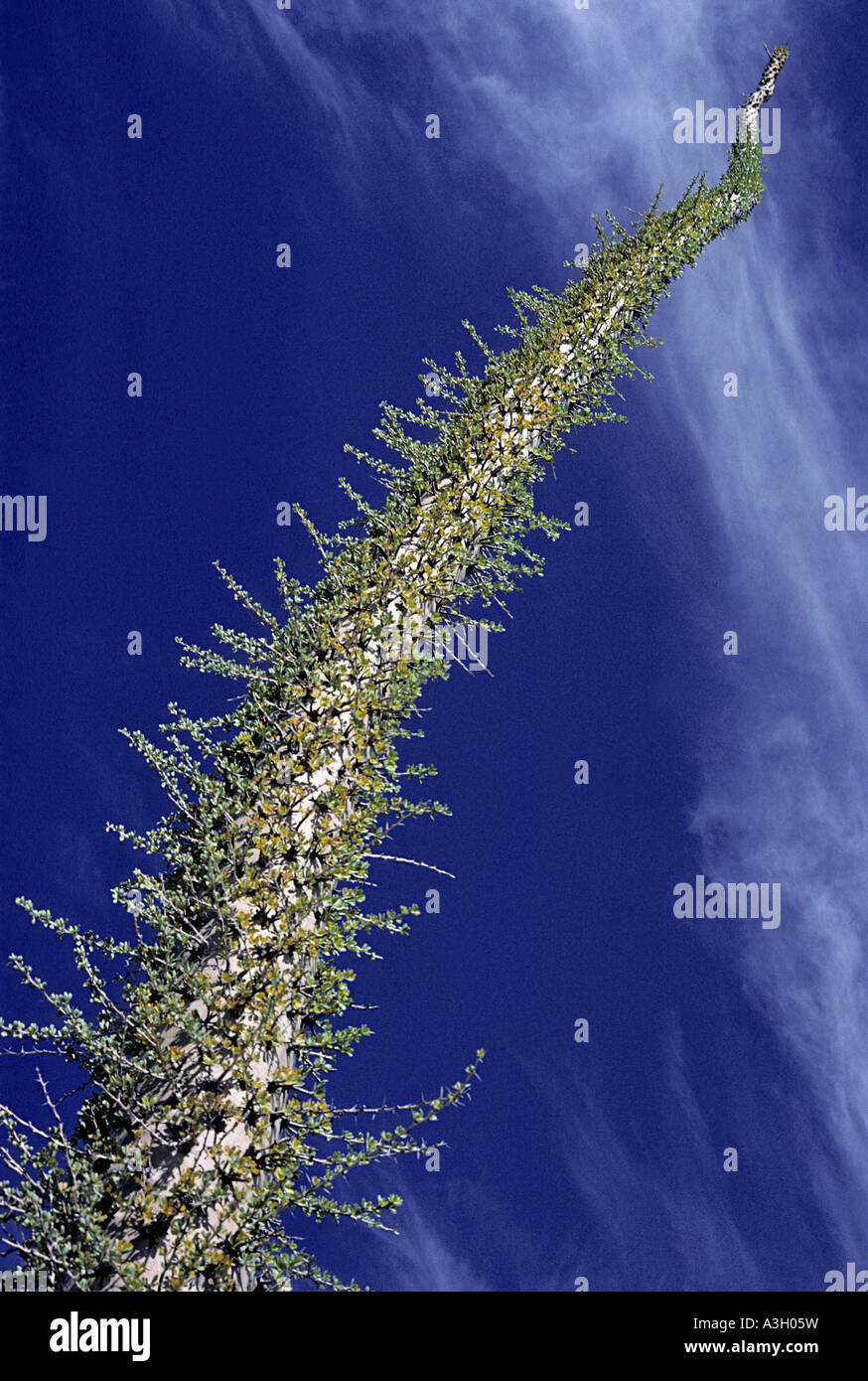 Baja california boojum trees fouquieria High Resolution Stock ...