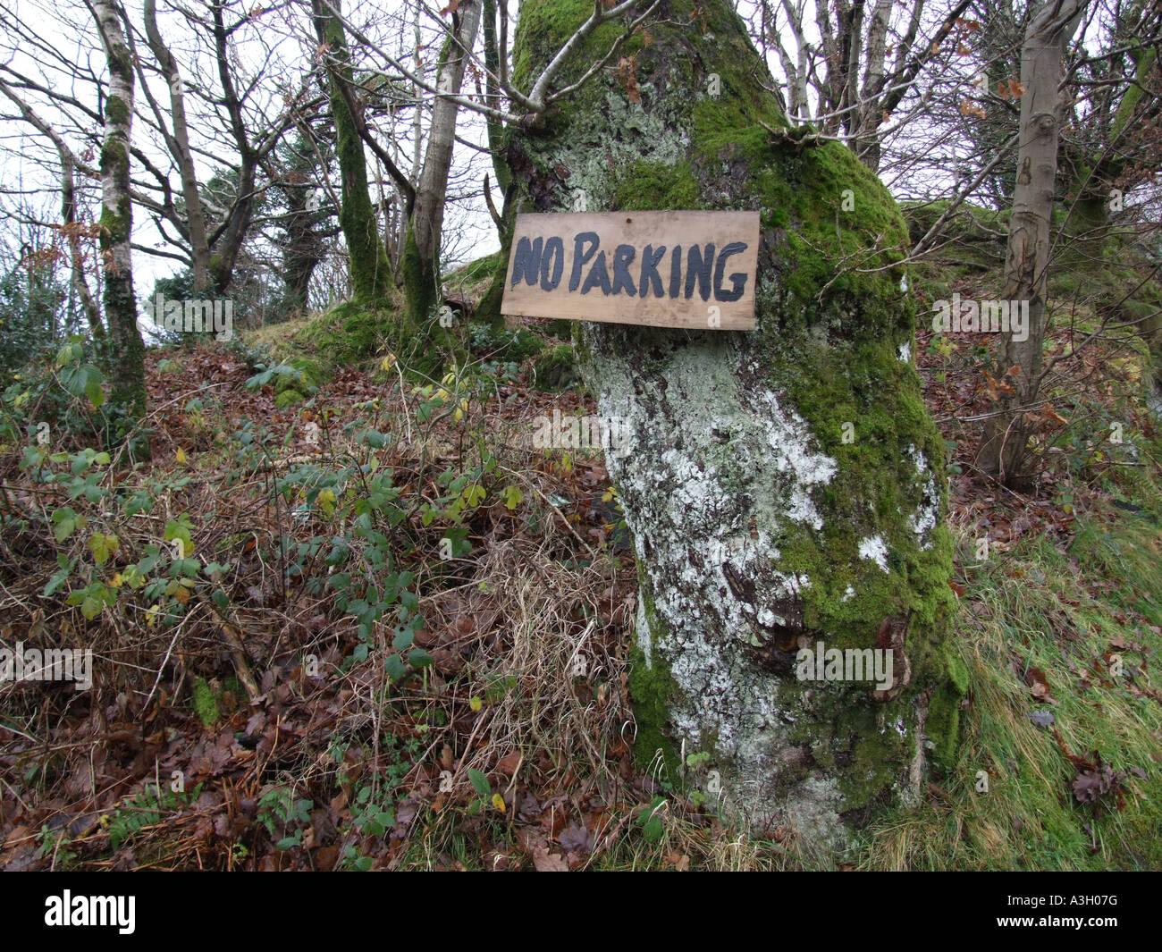 no parking sign on tree in countryside Stock Photo - Alamy
