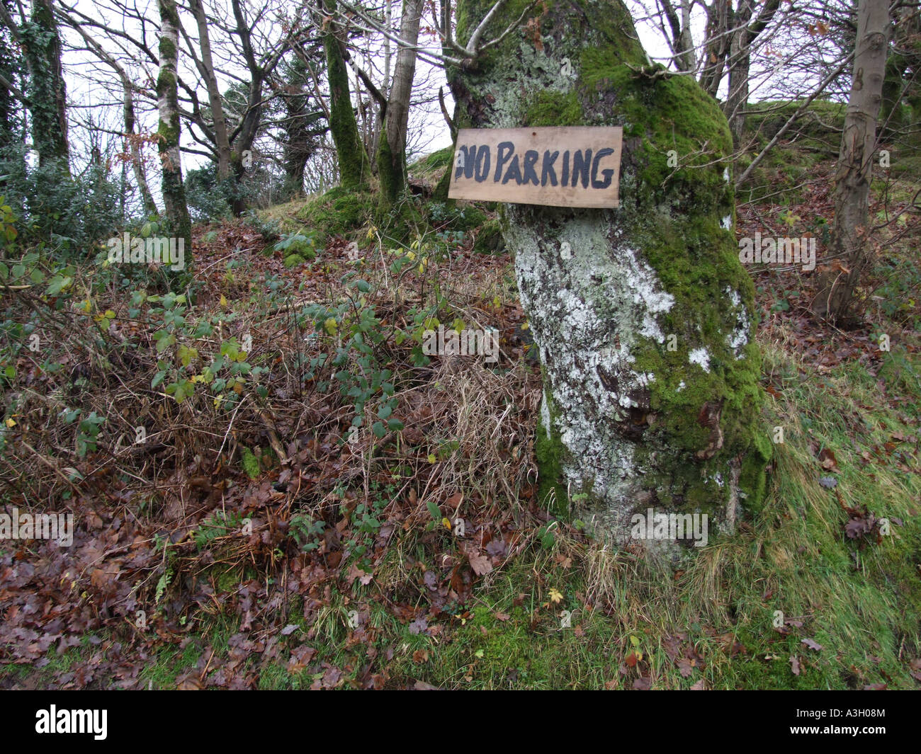 no parking sign on tree in countryside Stock Photo - Alamy