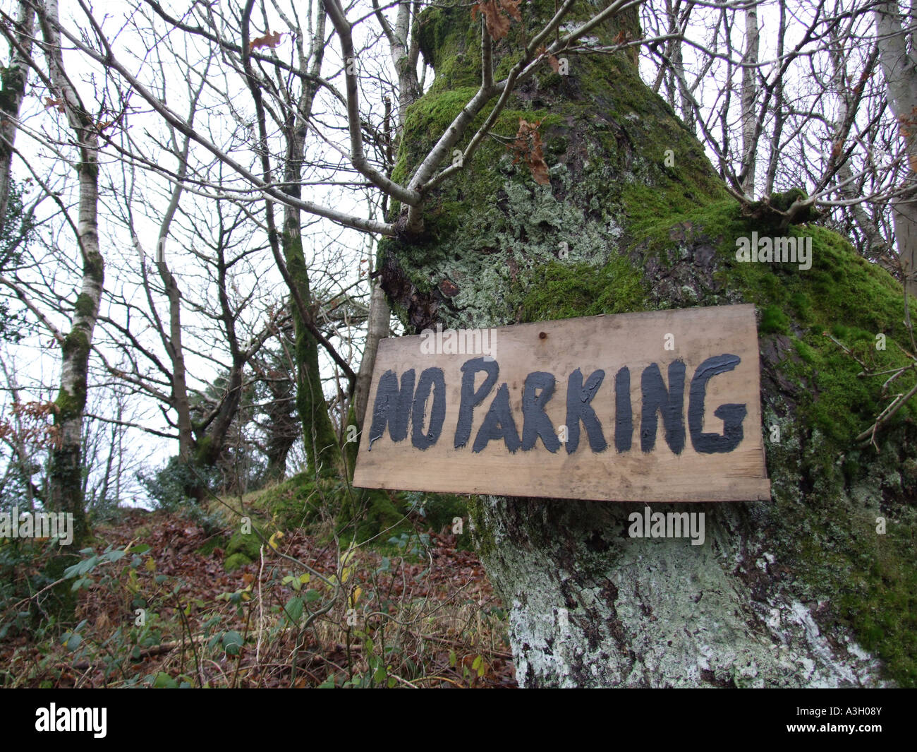 no parking sign on tree in countryside Stock Photo - Alamy
