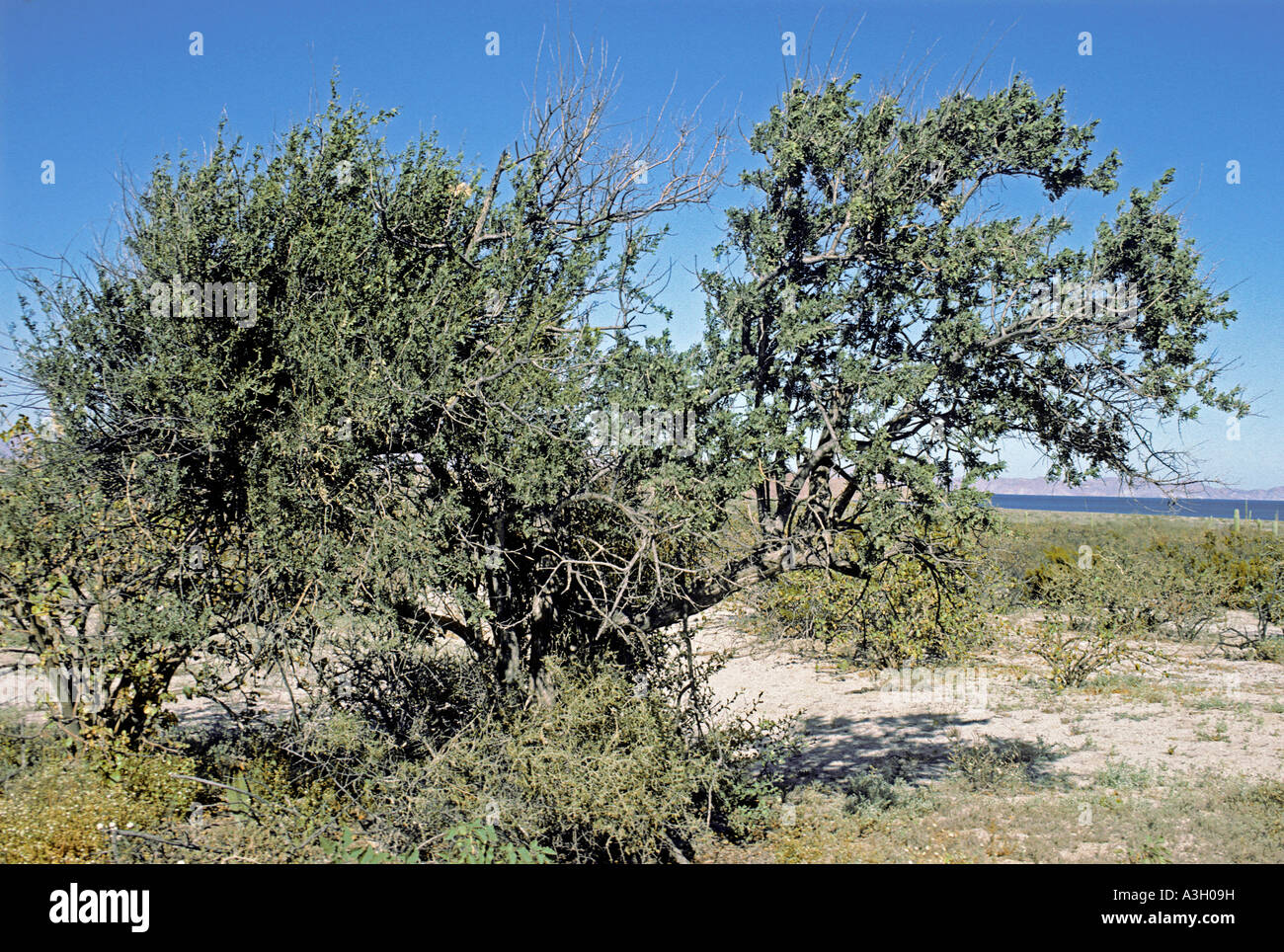 Desert Ironwood Olneya tesota Bahia Pescado Baja California Mexico ...