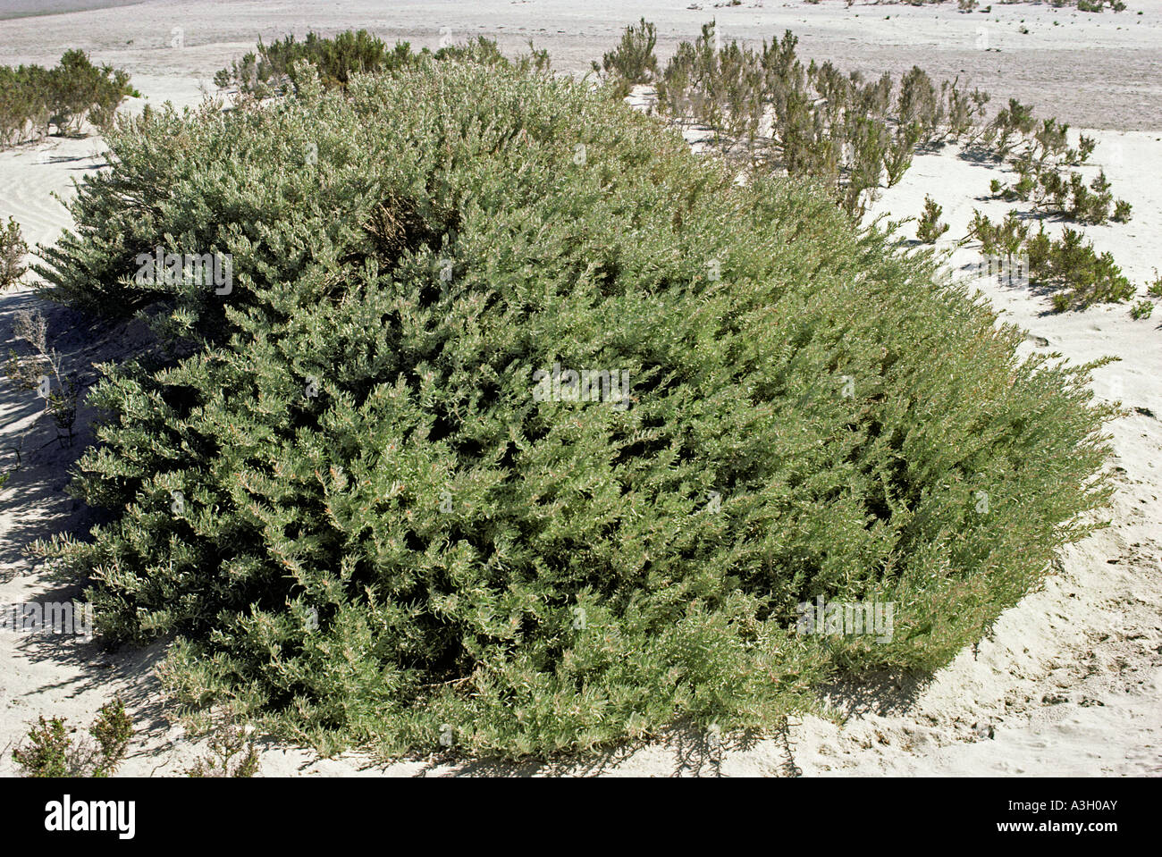 Saltbush Atriplex sp Laguna San Ignacio Baja California Mexico Stock ...