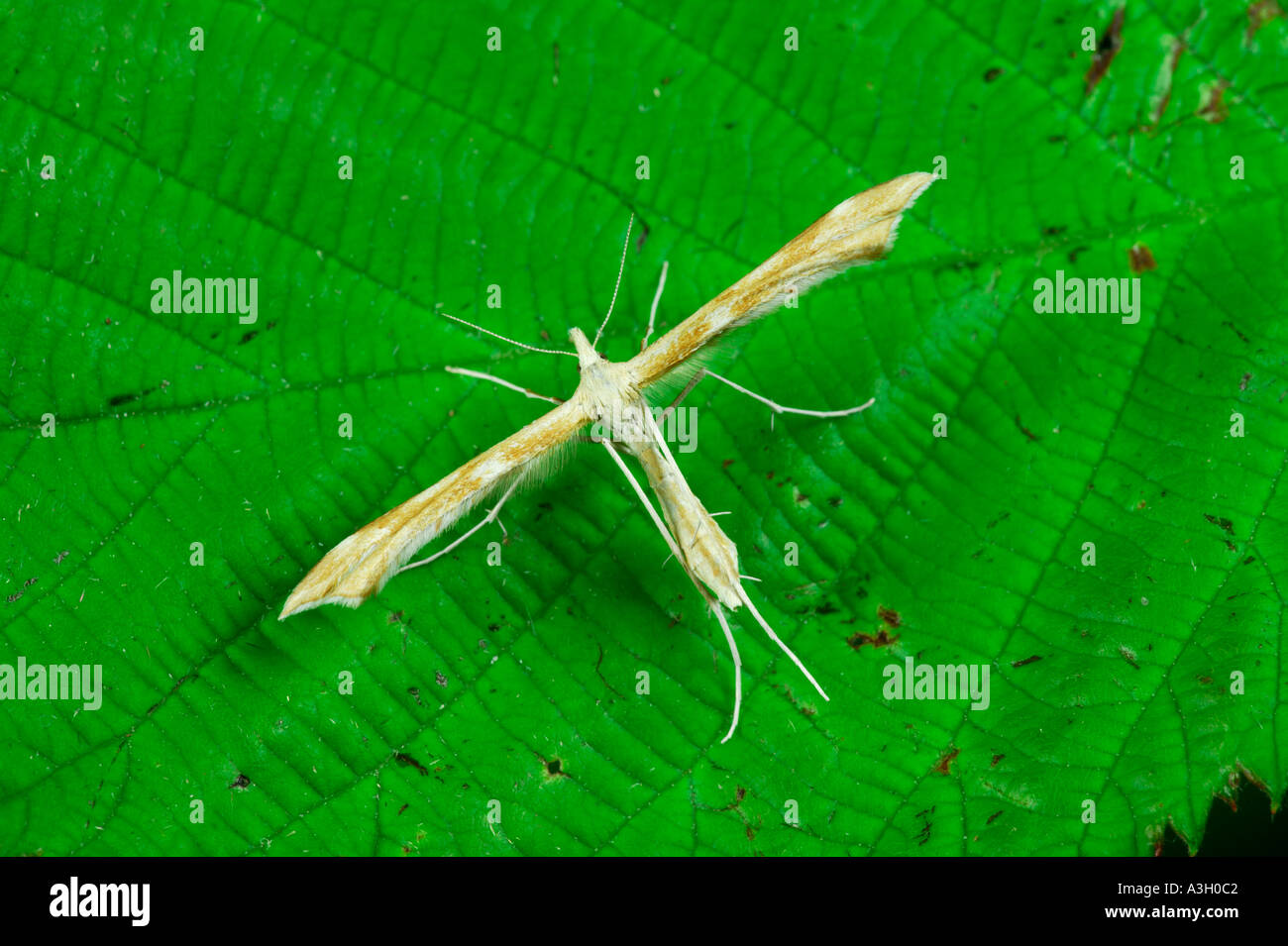 Capperia hi-res stock photography and images - Alamy