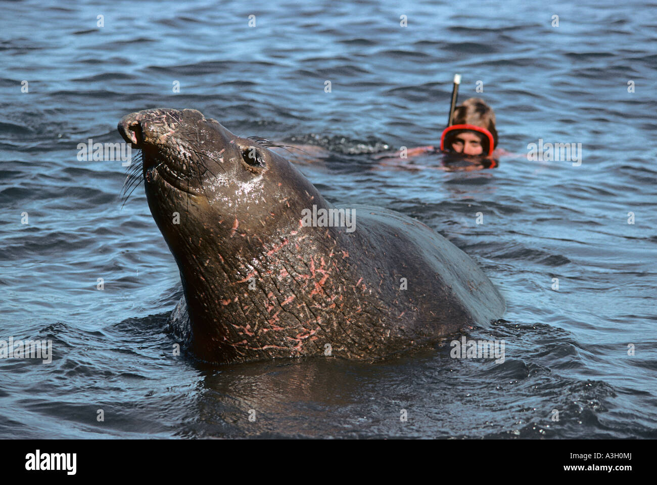 Northern Elephant Seal Mirounga angustirostris with diver San Benitos ...