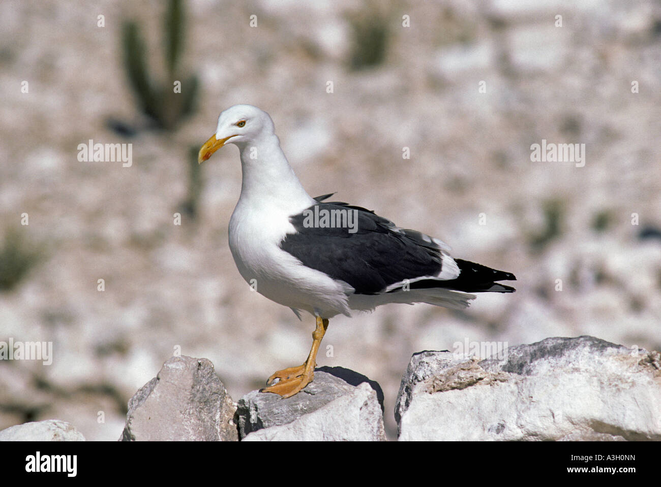 Yellow Footed Gull Larus livens Isla San Pedro Martir Baja California ...