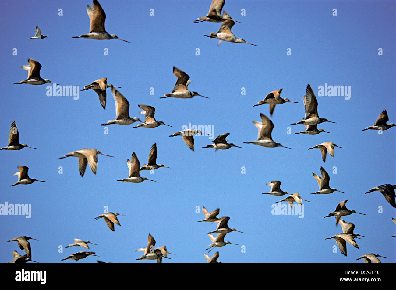 Marbled Godwits in flight Limosa fedoa Sea of Cortez Baja California ...