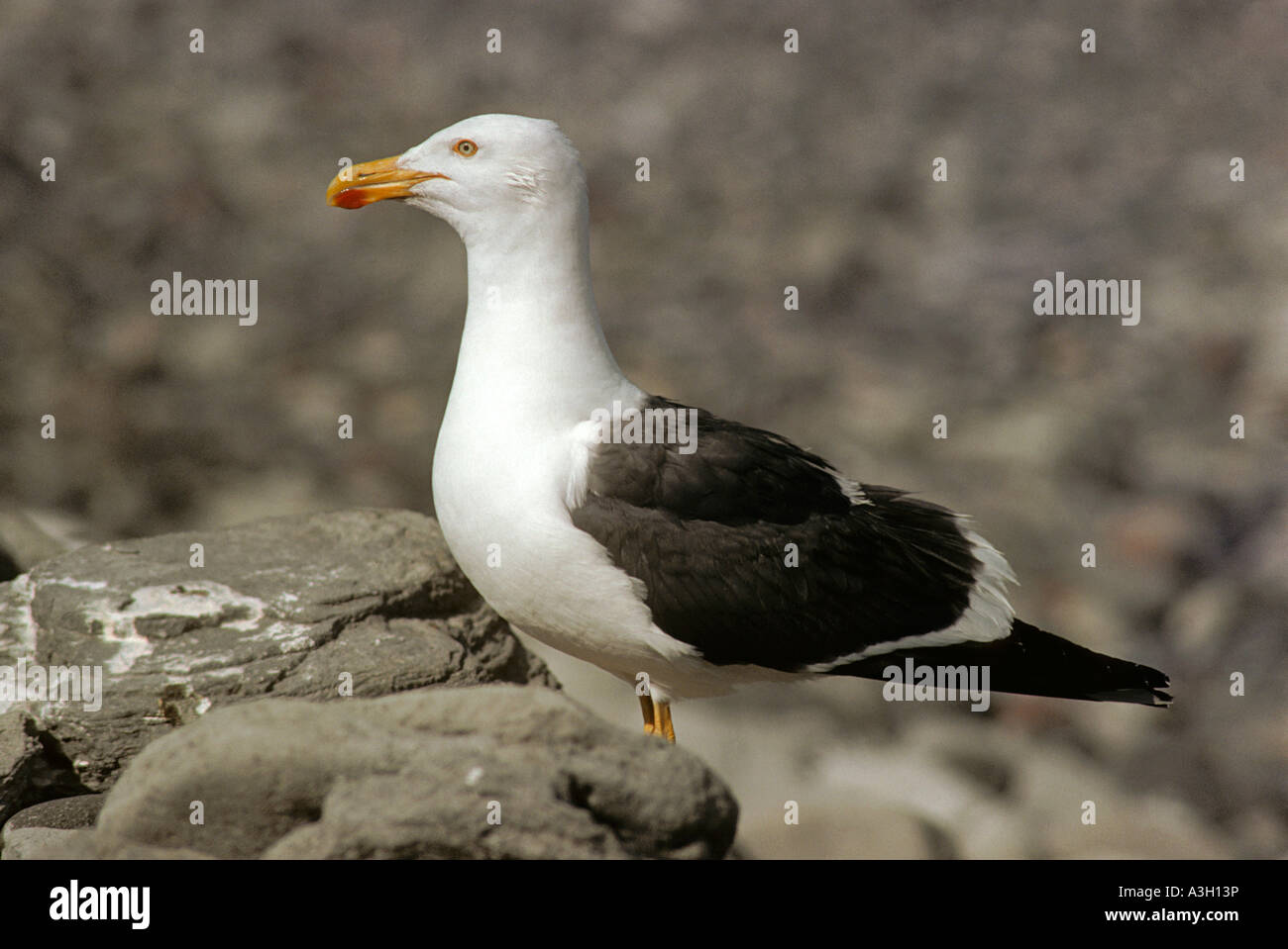 Western Gull Larus occidentalis Baja California Mexico Stock Photo - Alamy