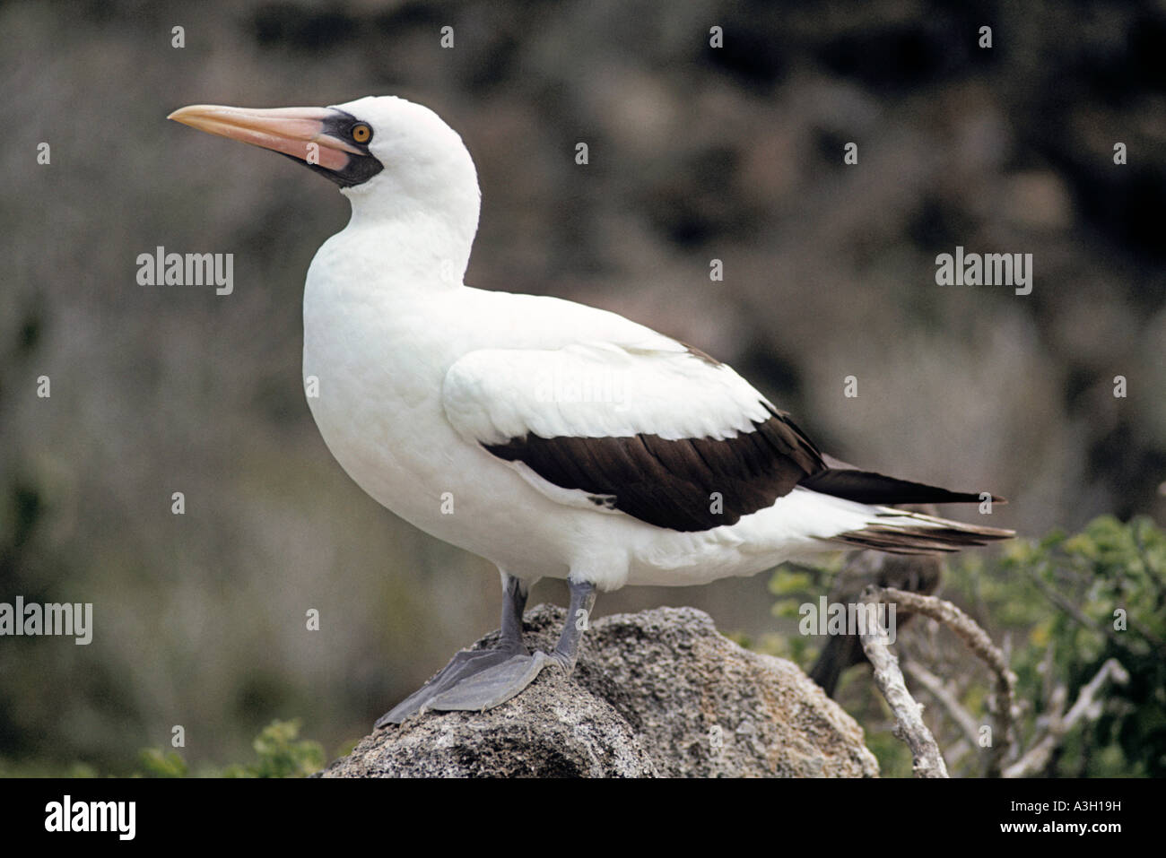 Masked Booby Sula dactylatra Hood Island Galapagos Stock Photo - Alamy