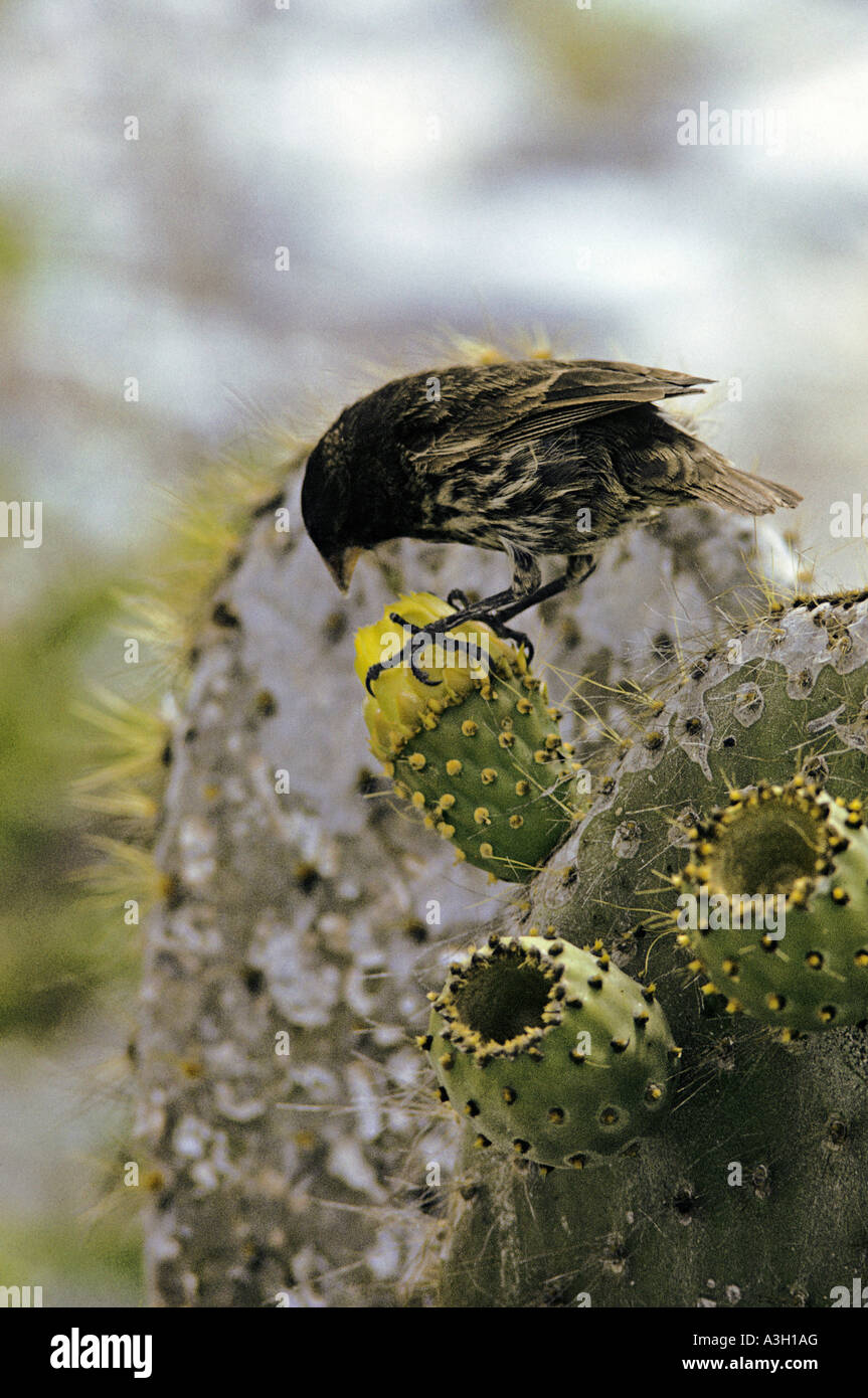 Galapagos finches darwin hi-res stock photography and images - Alamy