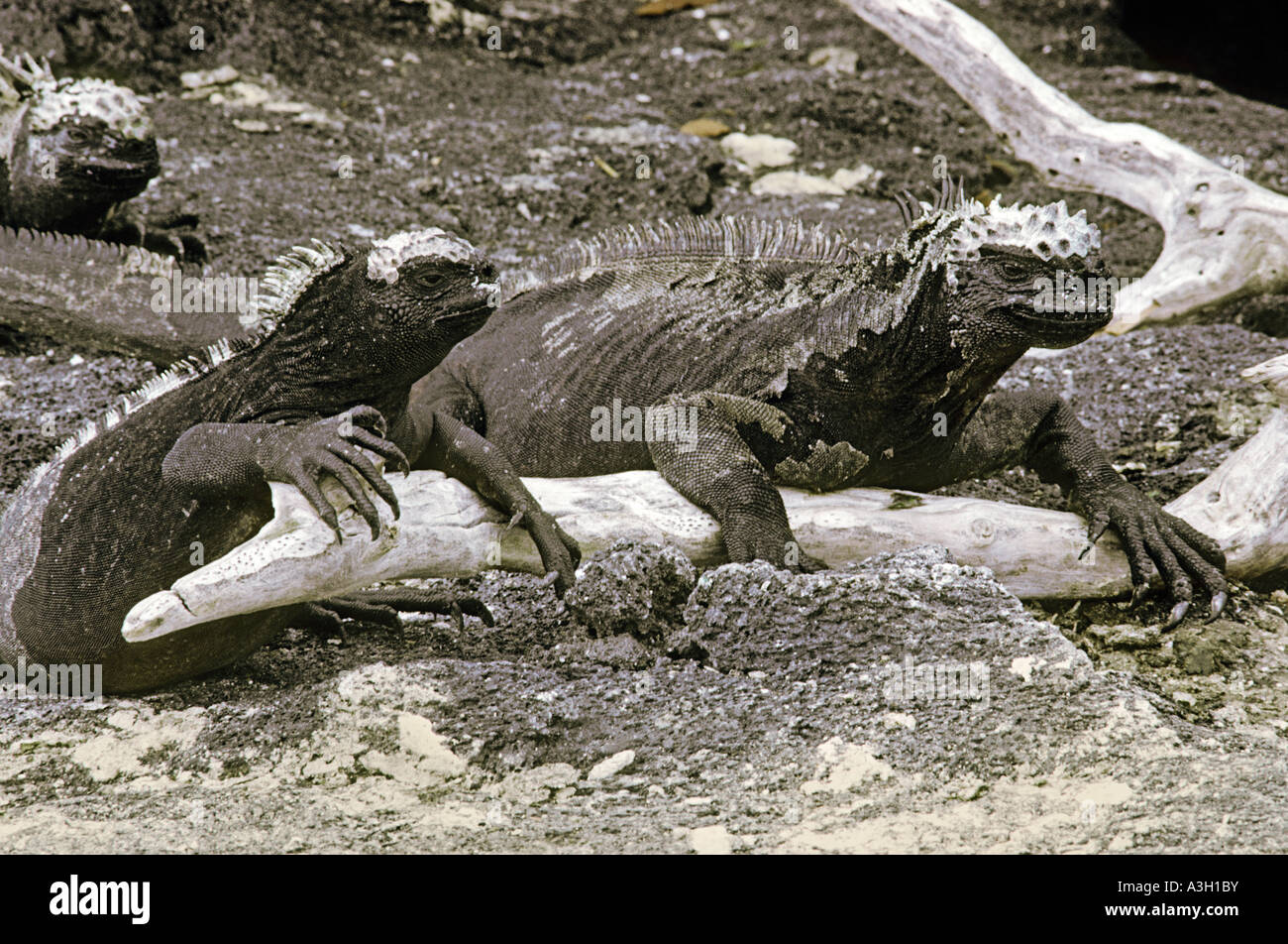 Marine Iguanas Amblyrhynchus cristatus Fernandina Island Galapagos ...