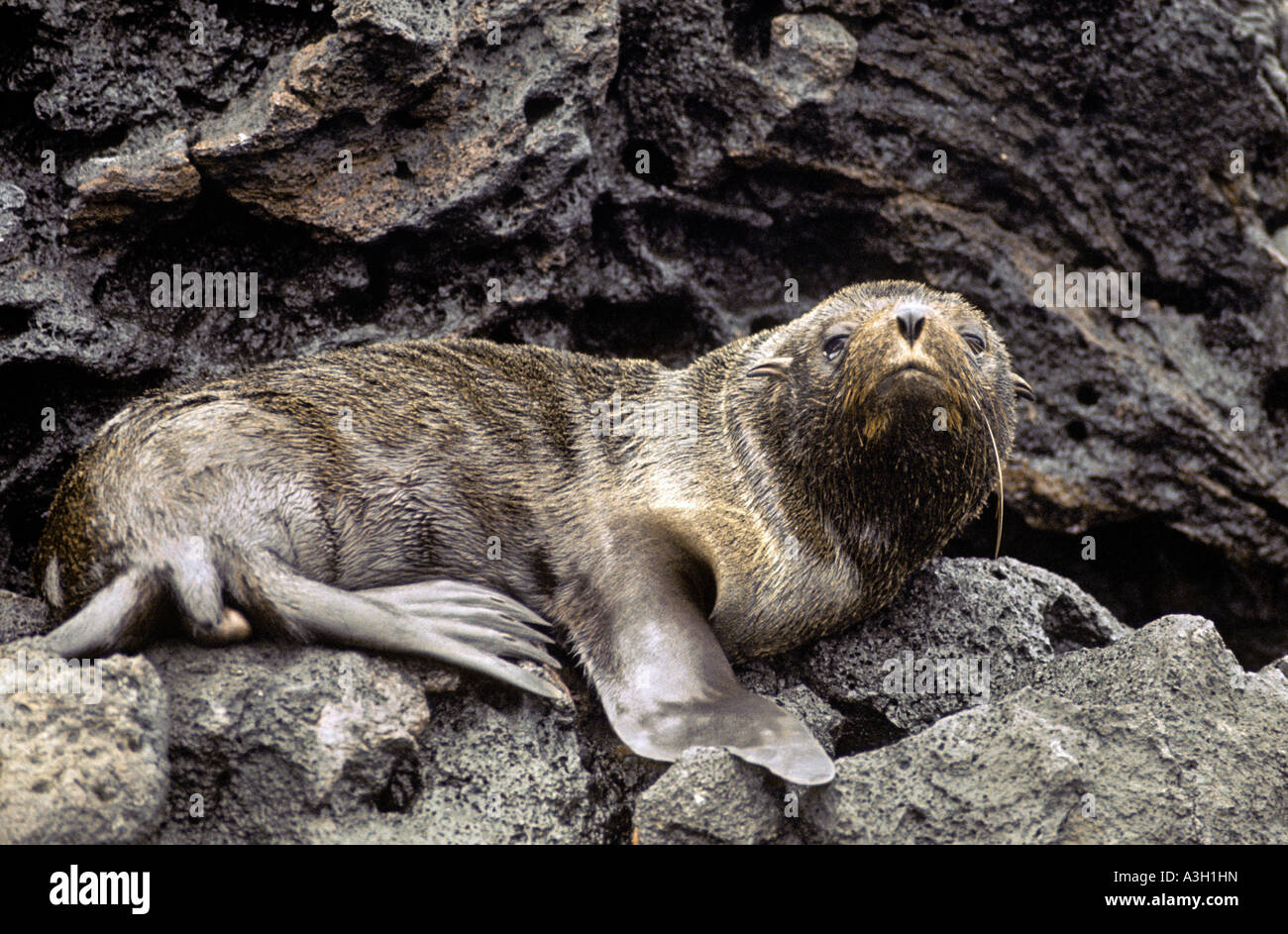 Galapagos Fur Seal Archtocephalus galapagoensis James Island Galapagos ...