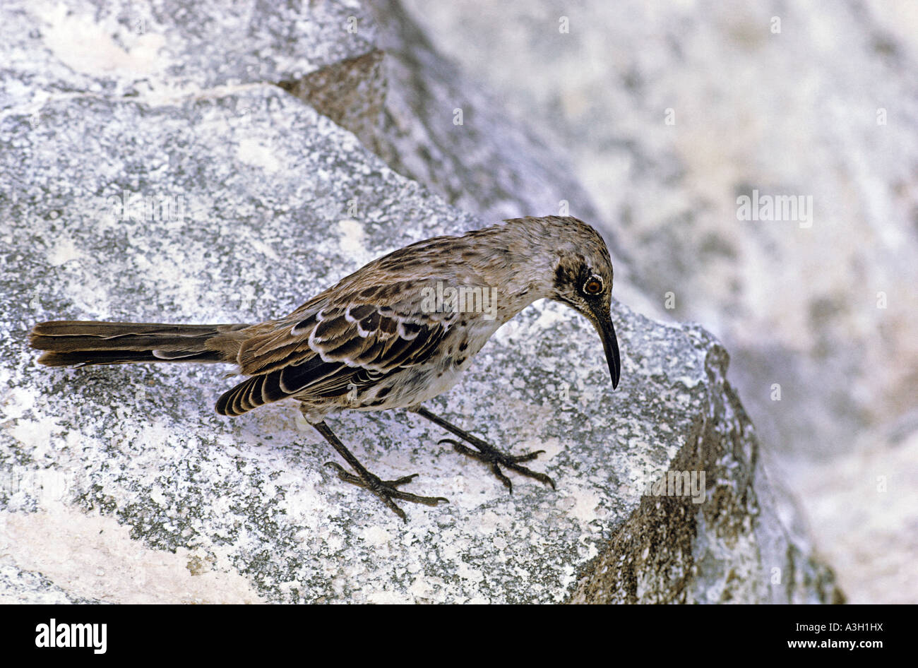 Mocking bird galapagos islands hi-res stock photography and images - Alamy