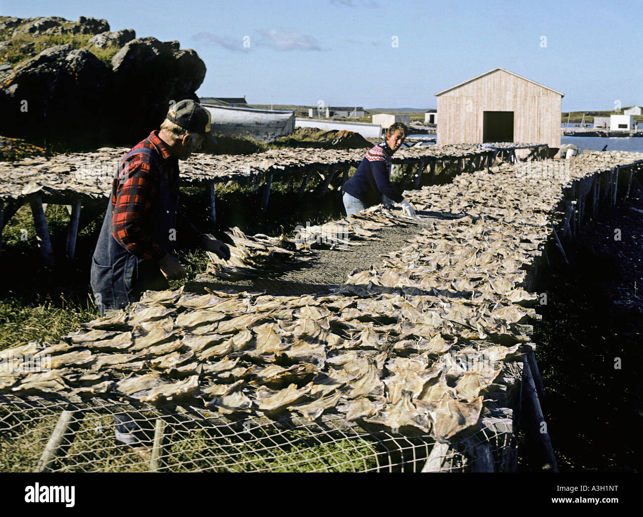 Cod fishing canada historic hi-res stock photography and images - Alamy