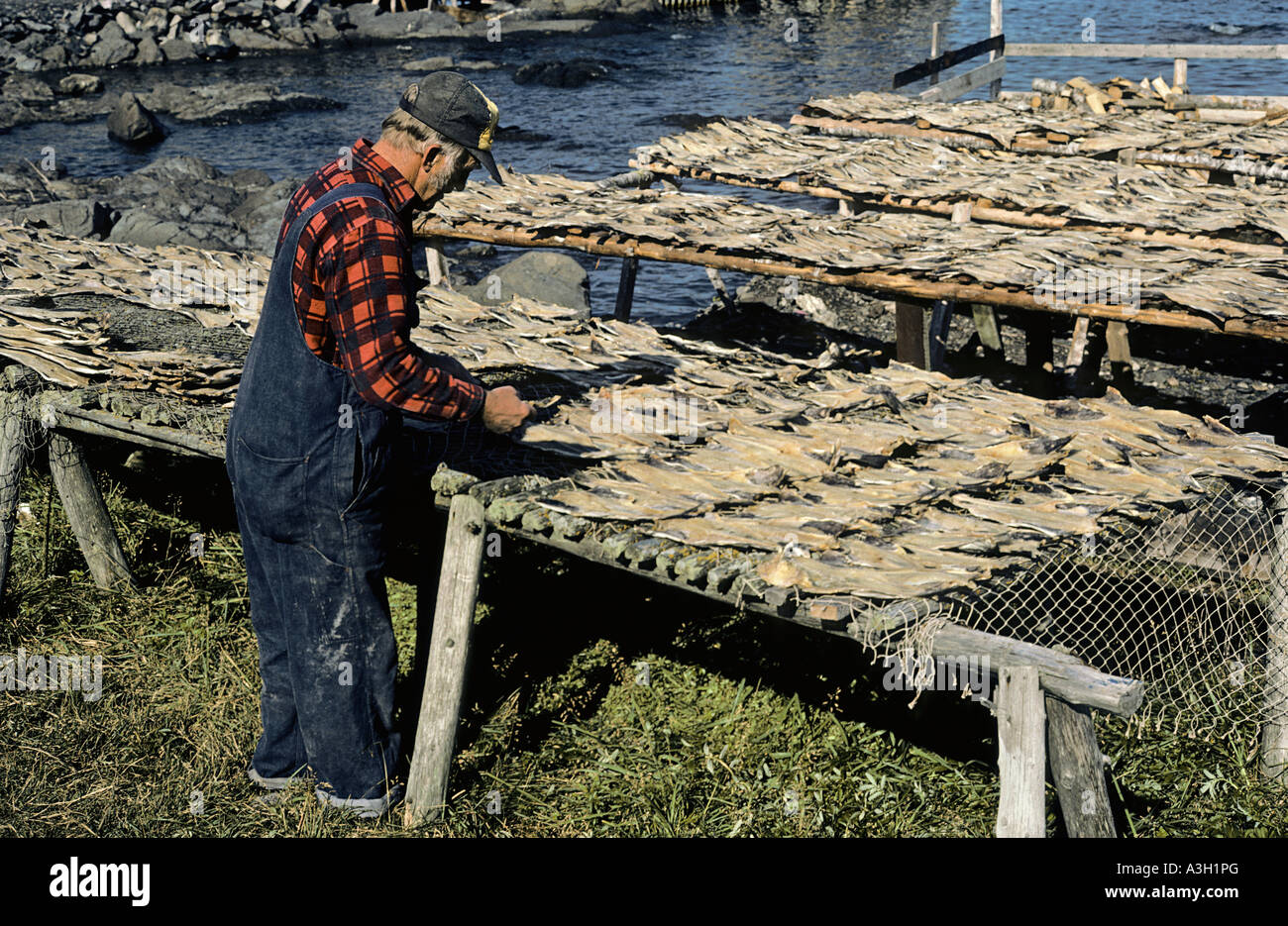 Cod fishing canada historic hi-res stock photography and images - Alamy