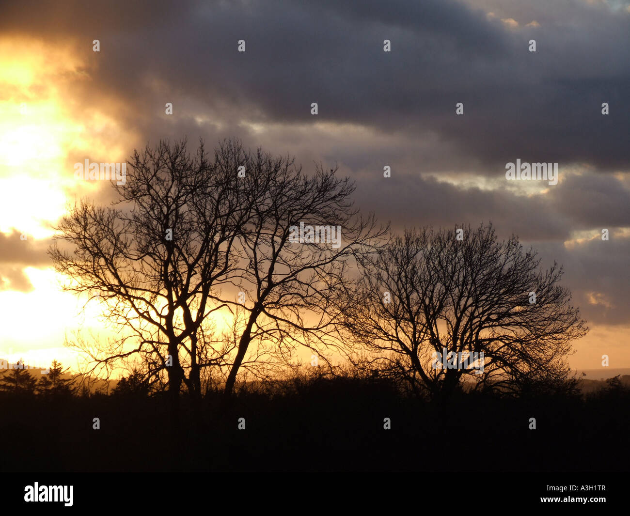 trees and dramatic sky Stock Photo - Alamy