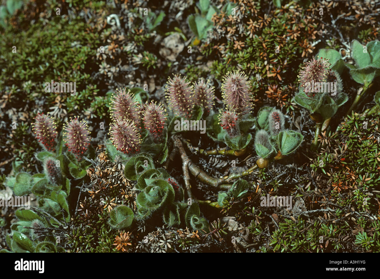 Arctic willow hi-res stock photography and images - Alamy